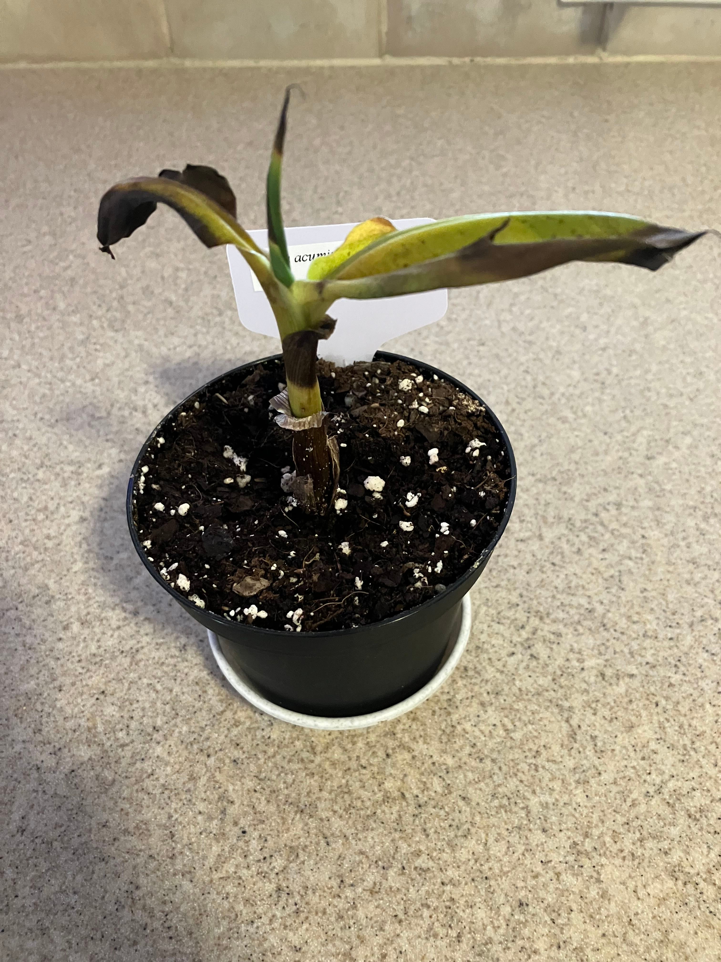 Musa - banana plant brown #Musa #PlantTherapy #GrowLights