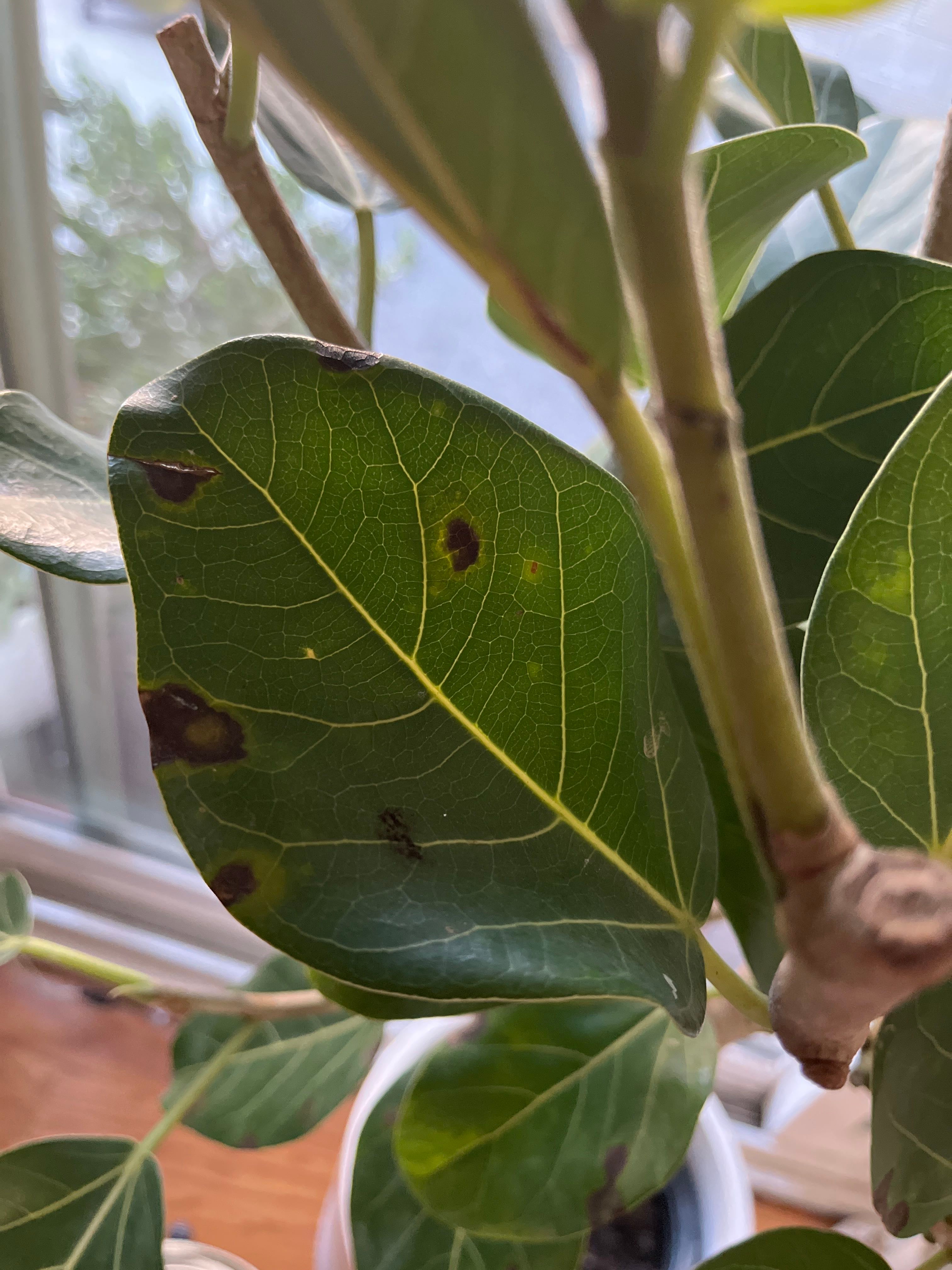 Why Are My Ficus benjamina 'Mini Lucie' Leaves Mushy?