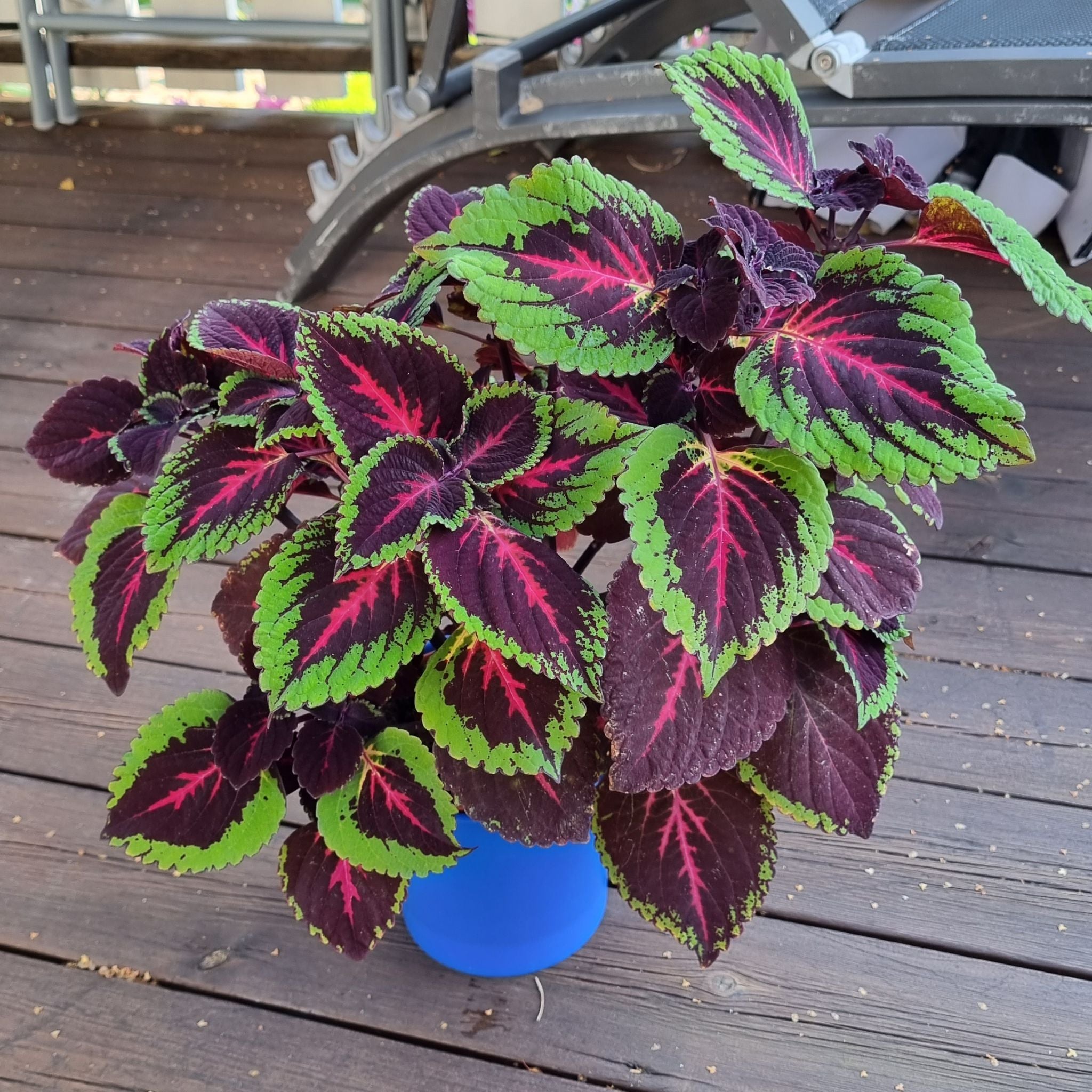 10 Benefits Of Having A Coleus