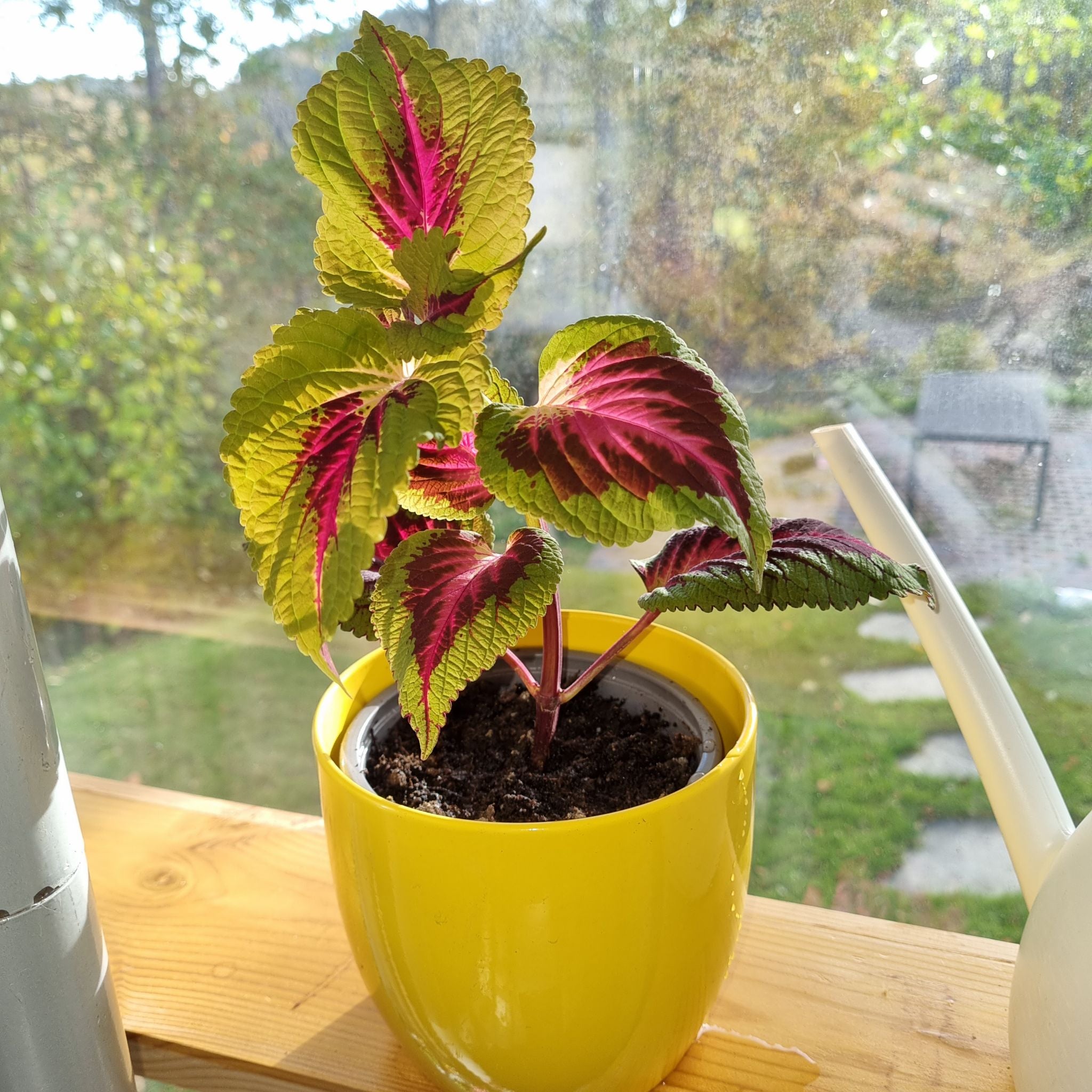 Light Requirements For My Coleus By Season