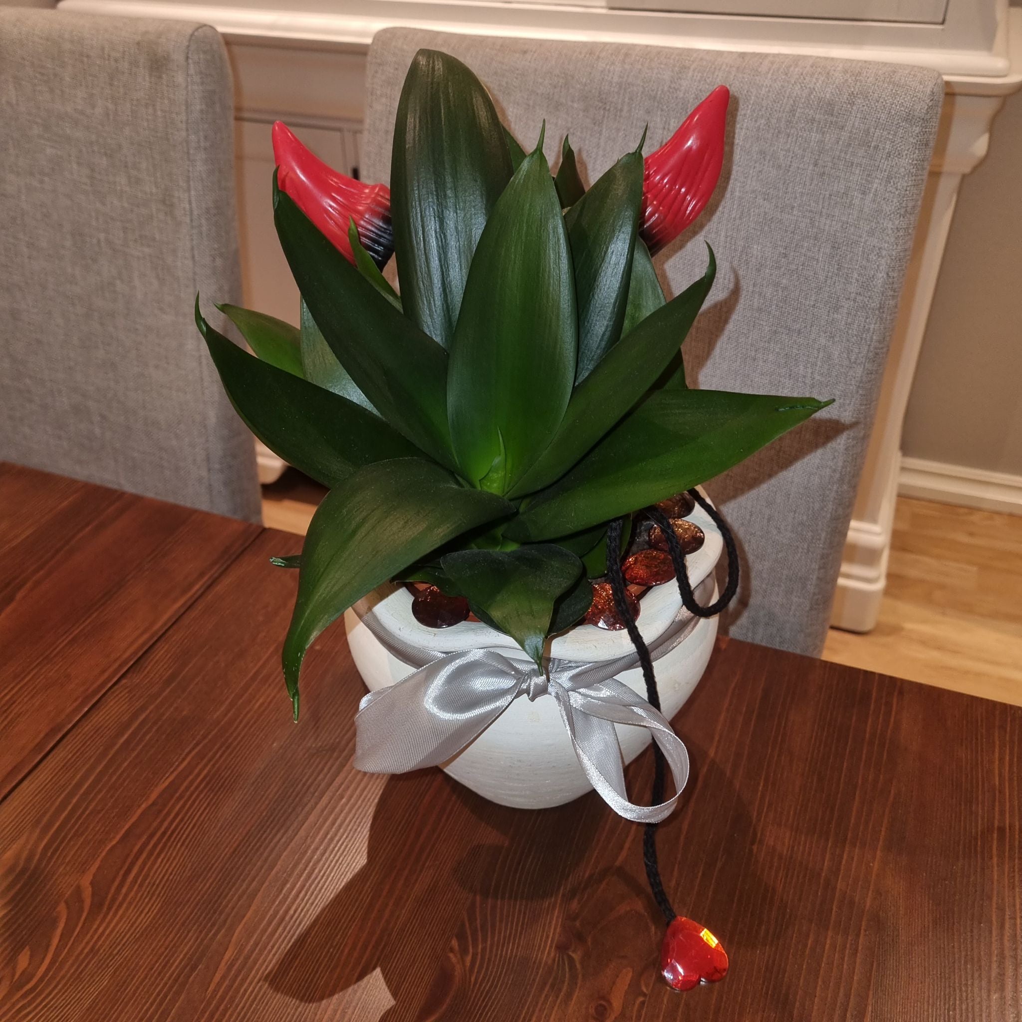 Snake plant growing devil horns!