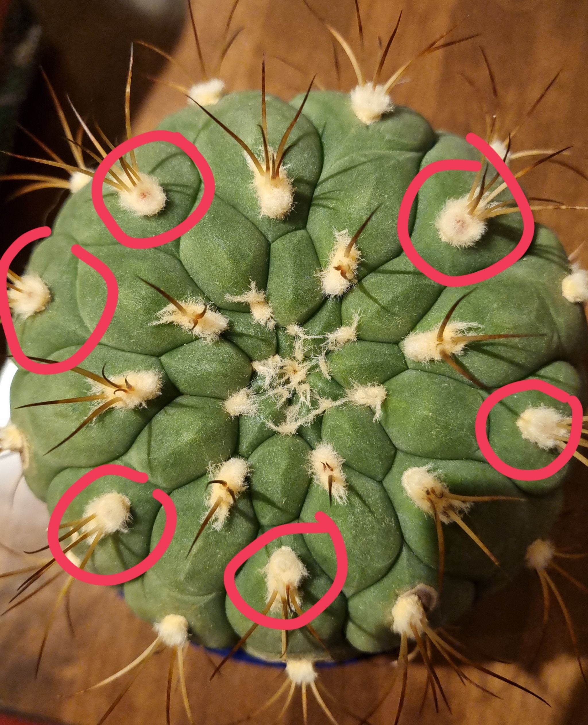🕷 Why Are There Brown Spots on My Spider Cactus Leaves?