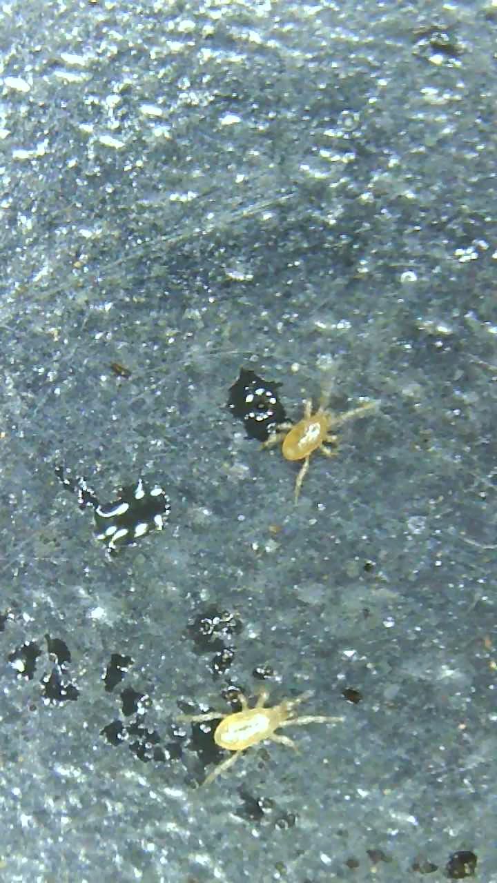 LOTS OF LIL BUGS