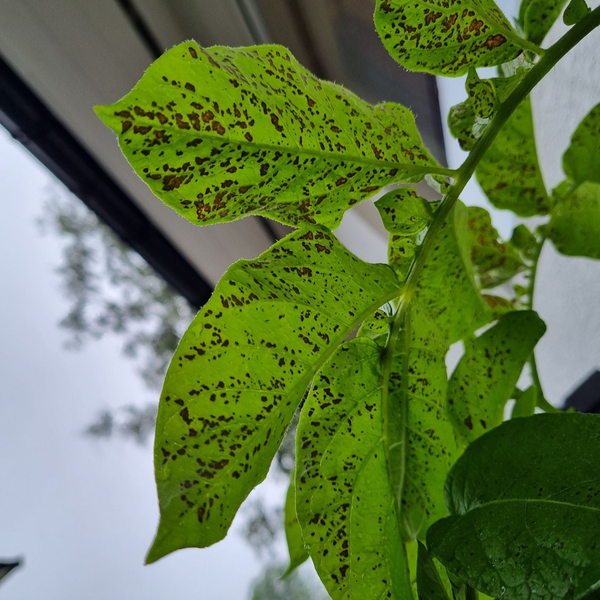 🐛 Ultimate Guide to What's Eating Your Potato