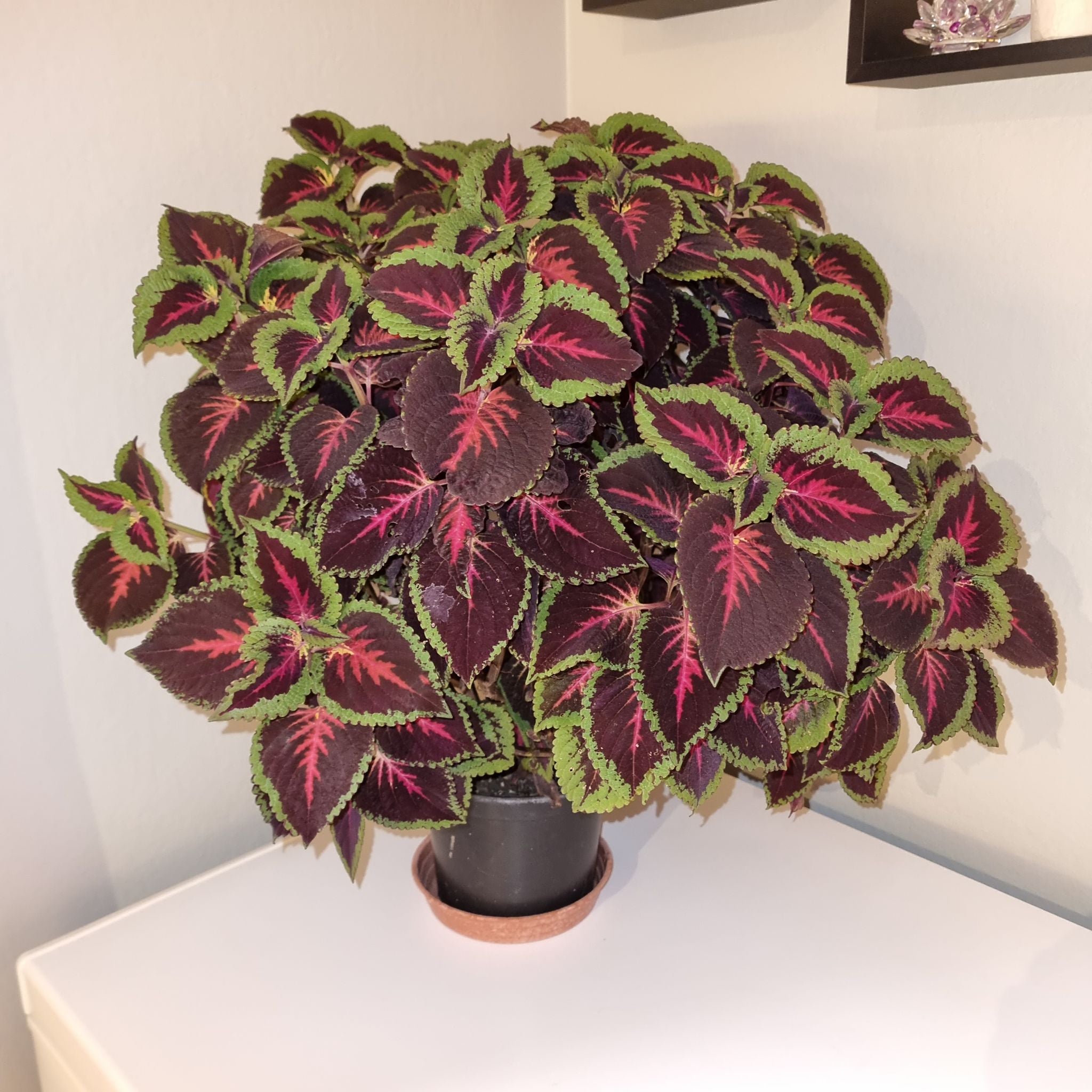 All About Coleus 'Pink Chaos': Essential Facts