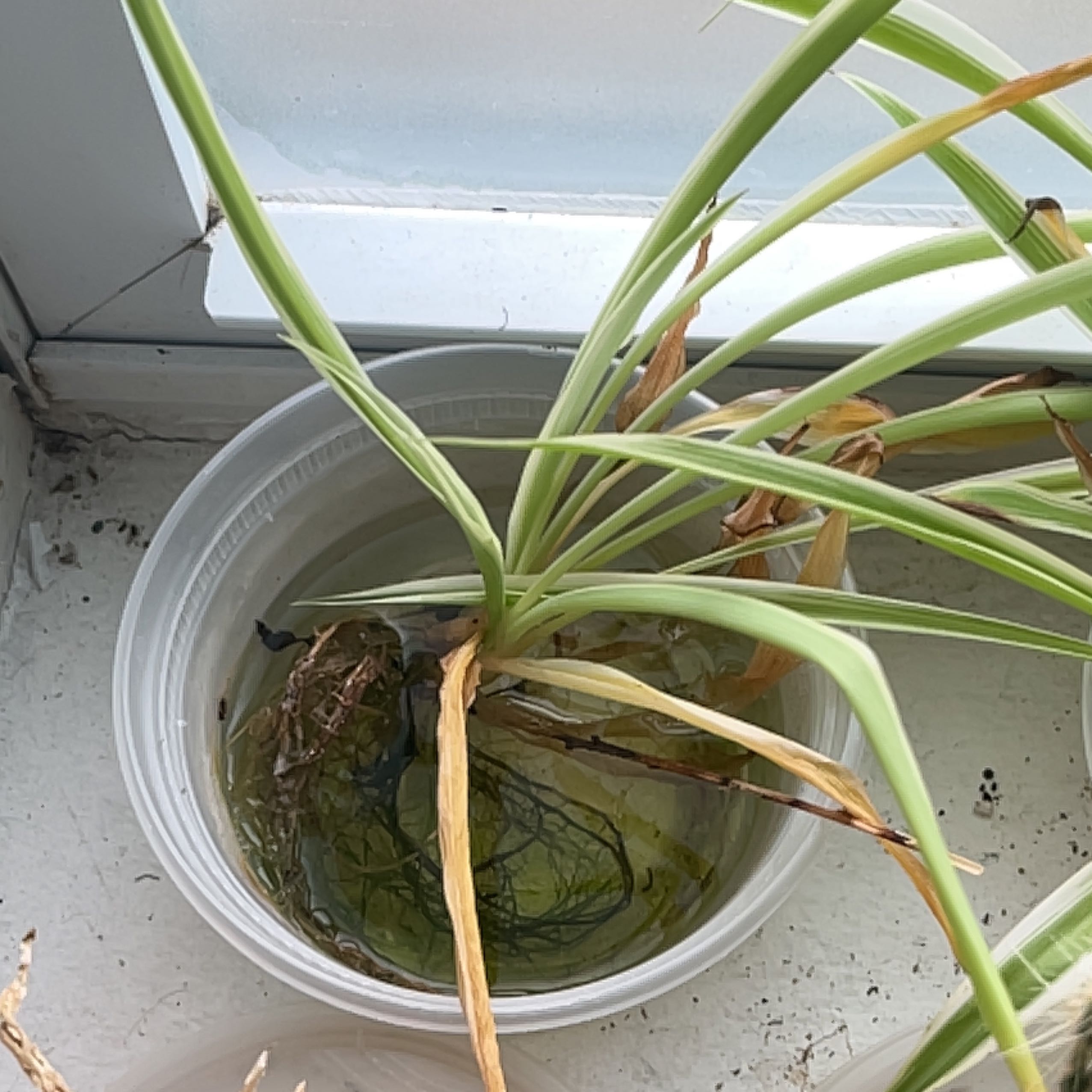🕷 How Can You Tell If A Spider Plant Is Dying?