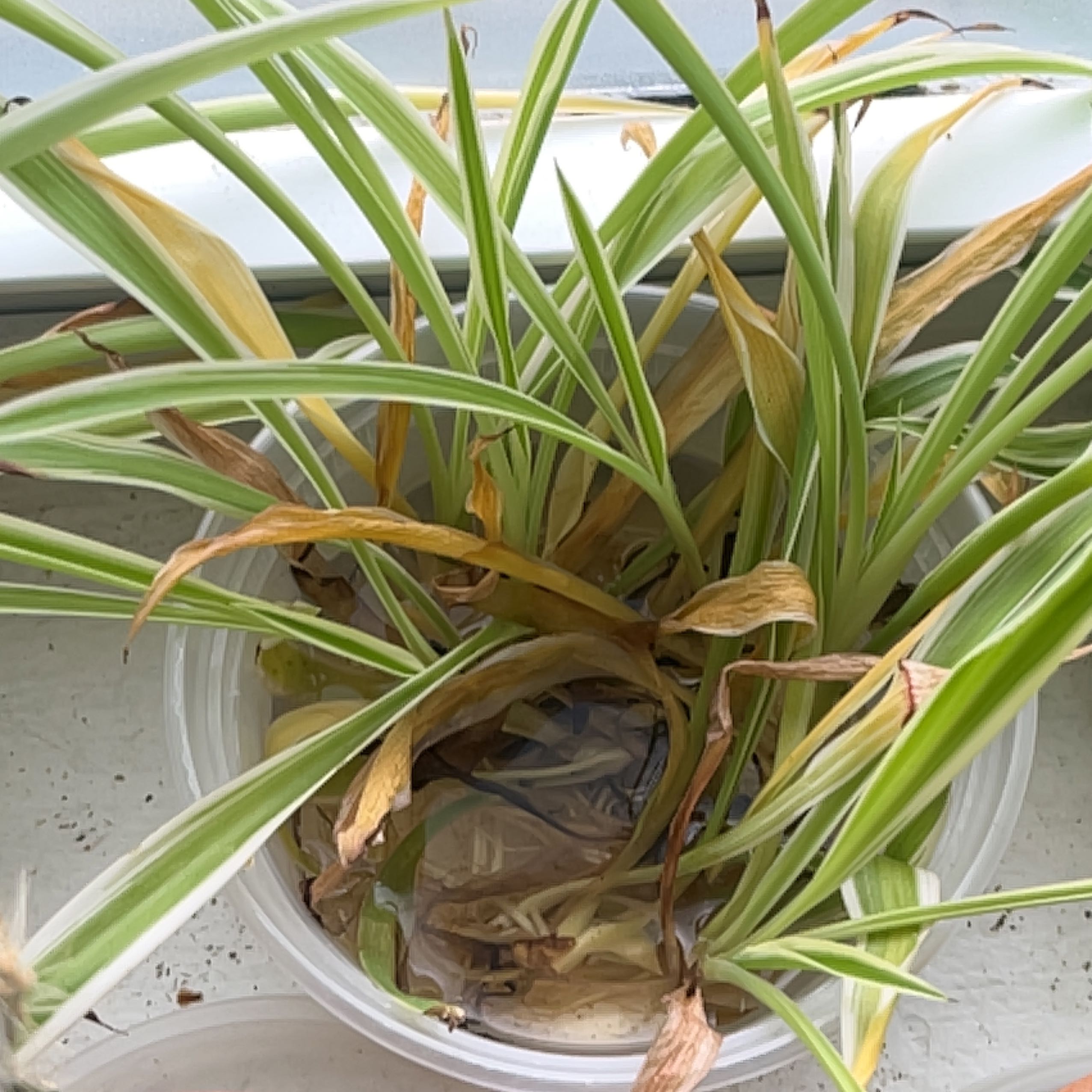 🕷 Why Are My Spider Plant Leaves Mushy?
