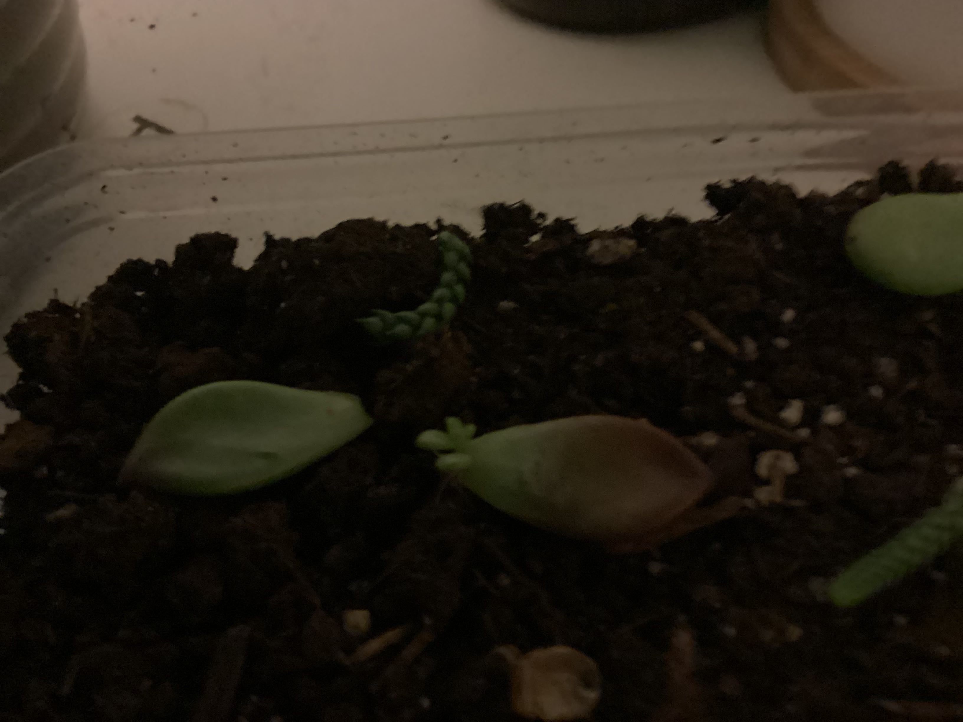 Graptopetalum pentandrum 'Murasaki' Plant Care: Water, Light, Nutrients ...