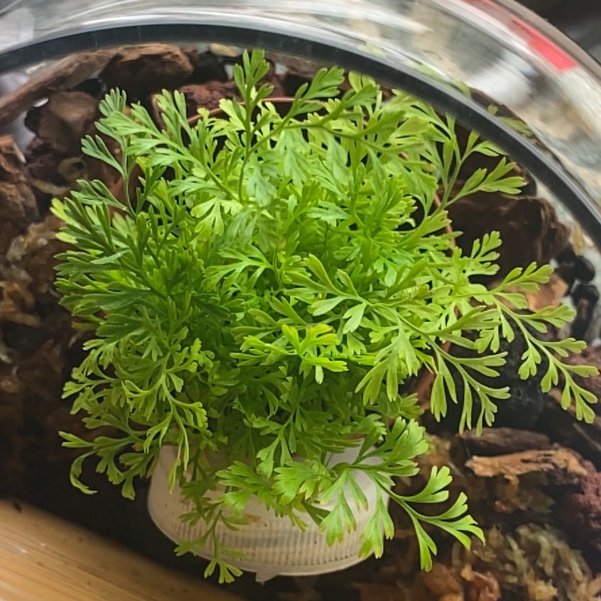 Propagating My Parsley Fern: Step-by-Step Guide