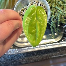 Monstera Radicans Plant Care: Water, Light, Nutrients | Greg App 🌱