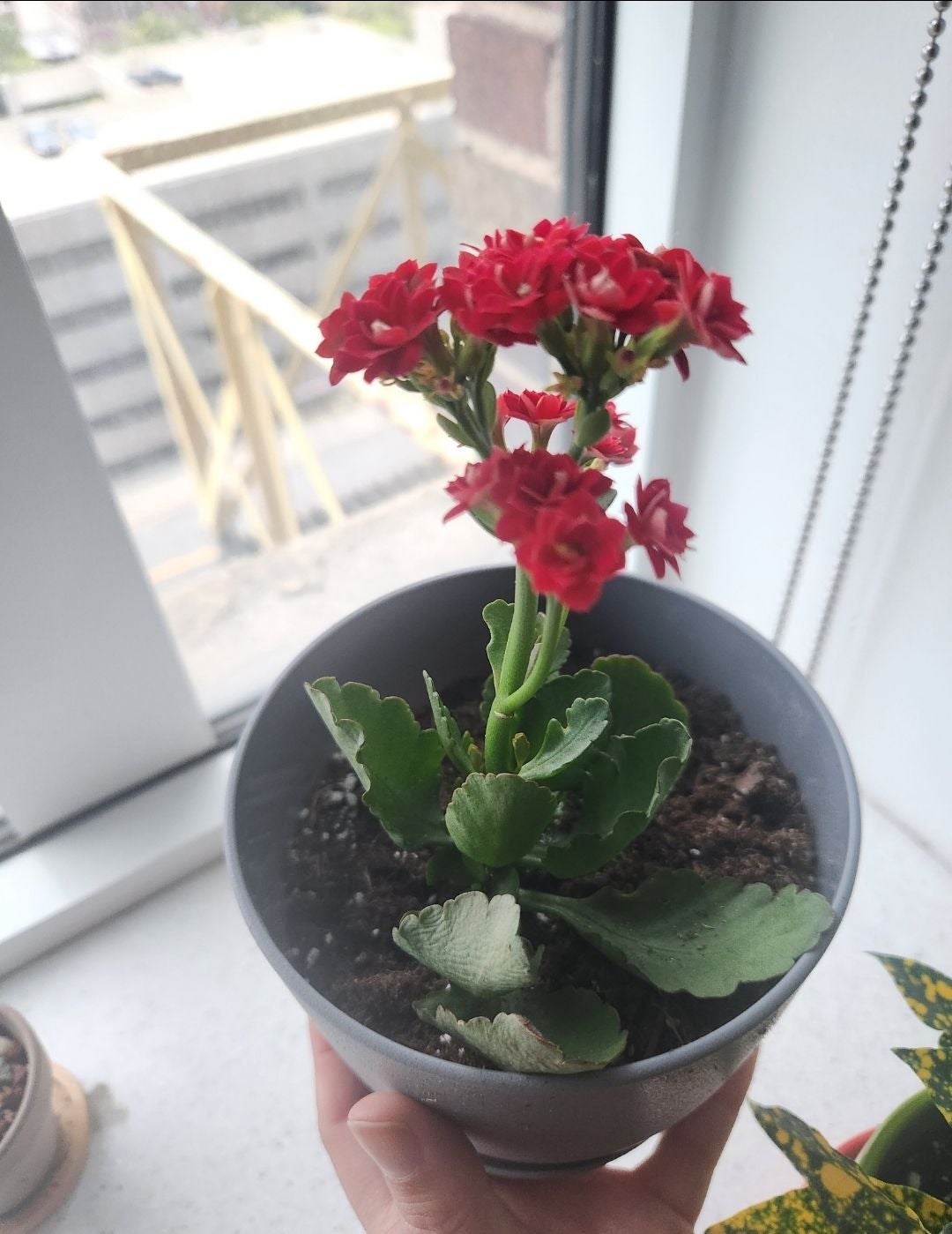 Best Size and Type of Pot for Kalanchoe 🪴