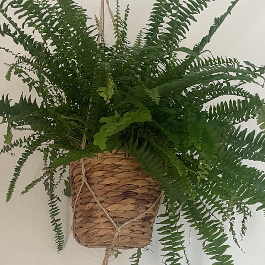 🌿 Boston Fern Soil
