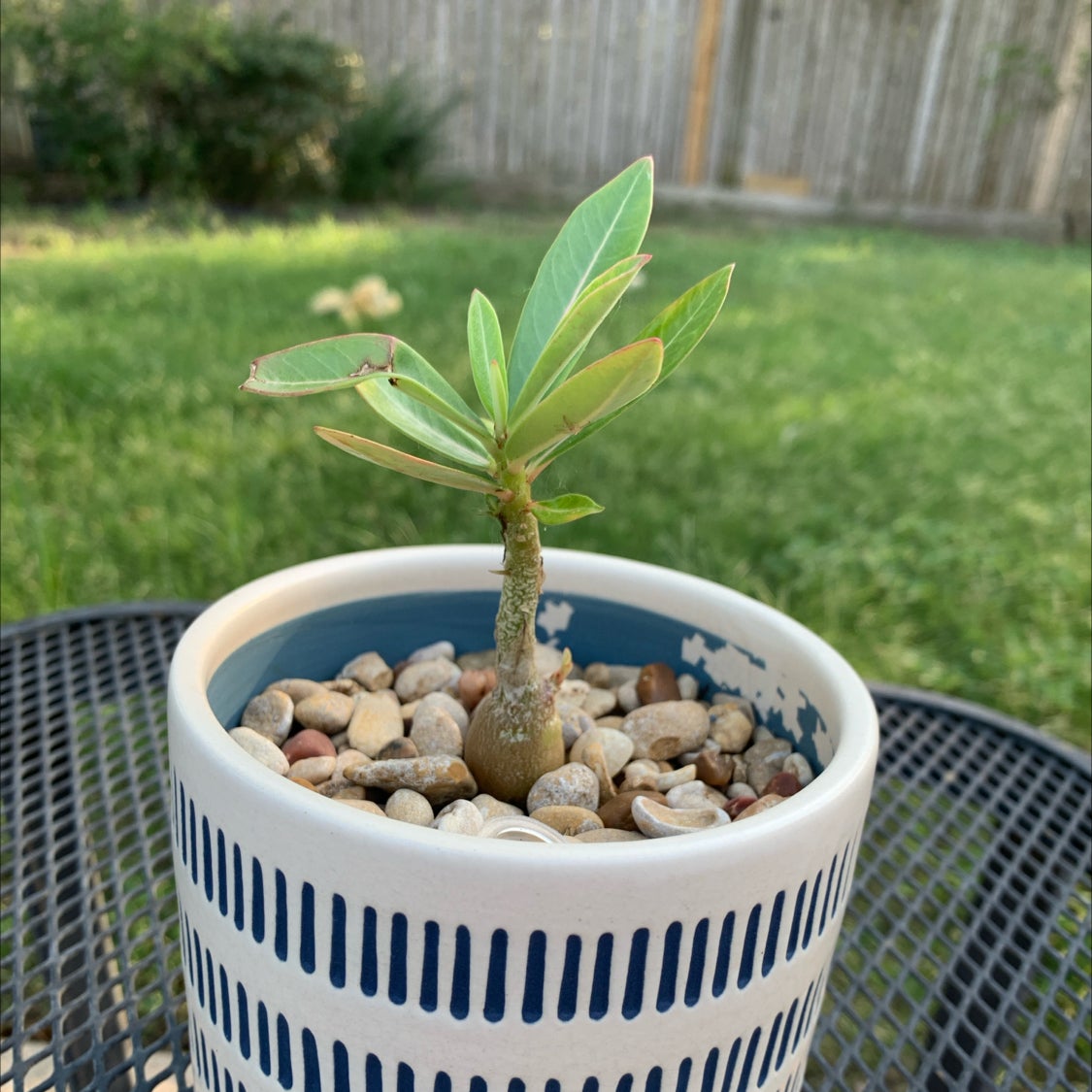 Marley | A plant by @PrizeYuzutree on Greg