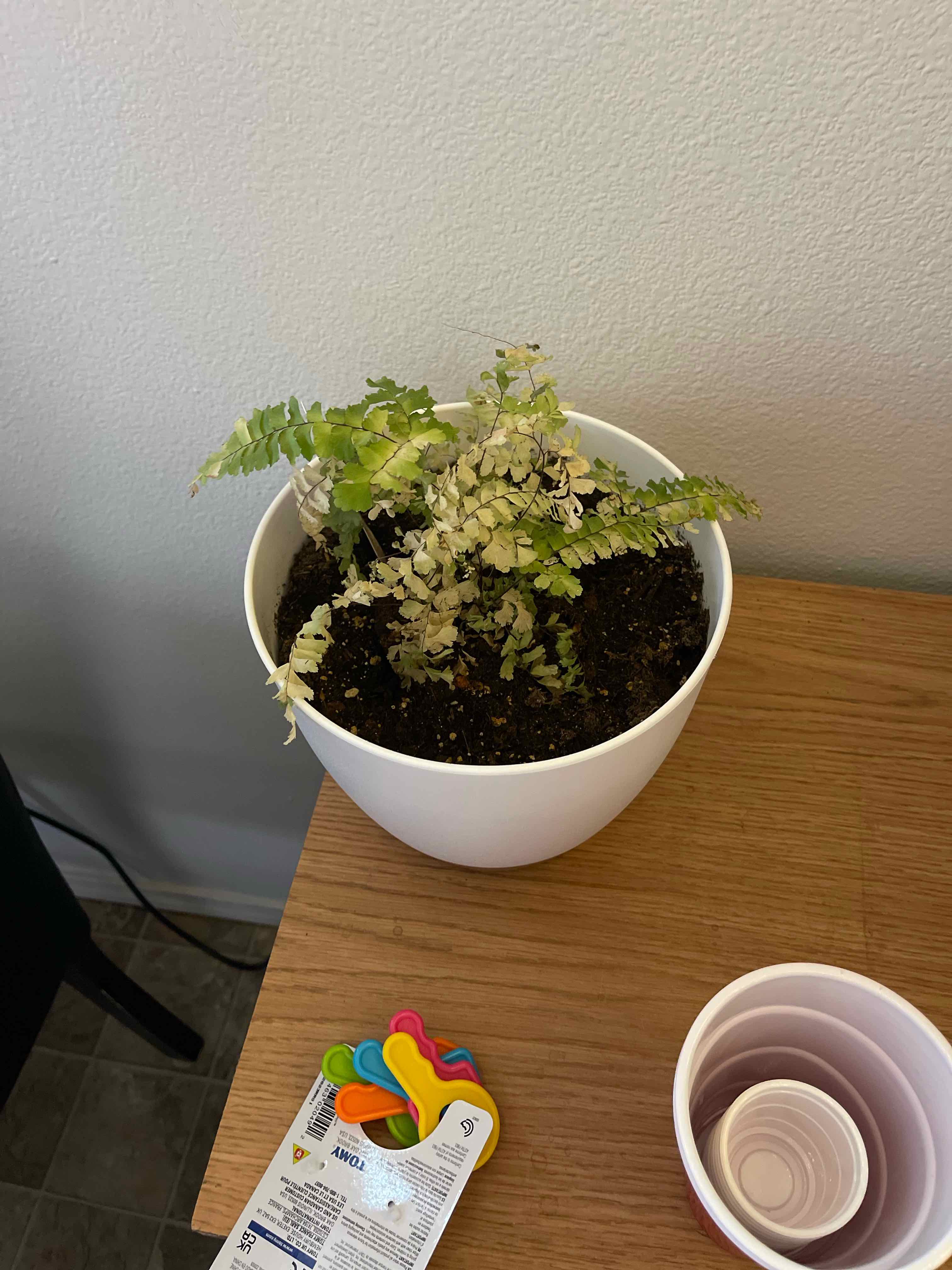 Brown Spots On Cunningham's Maidenhair Fern Leaves