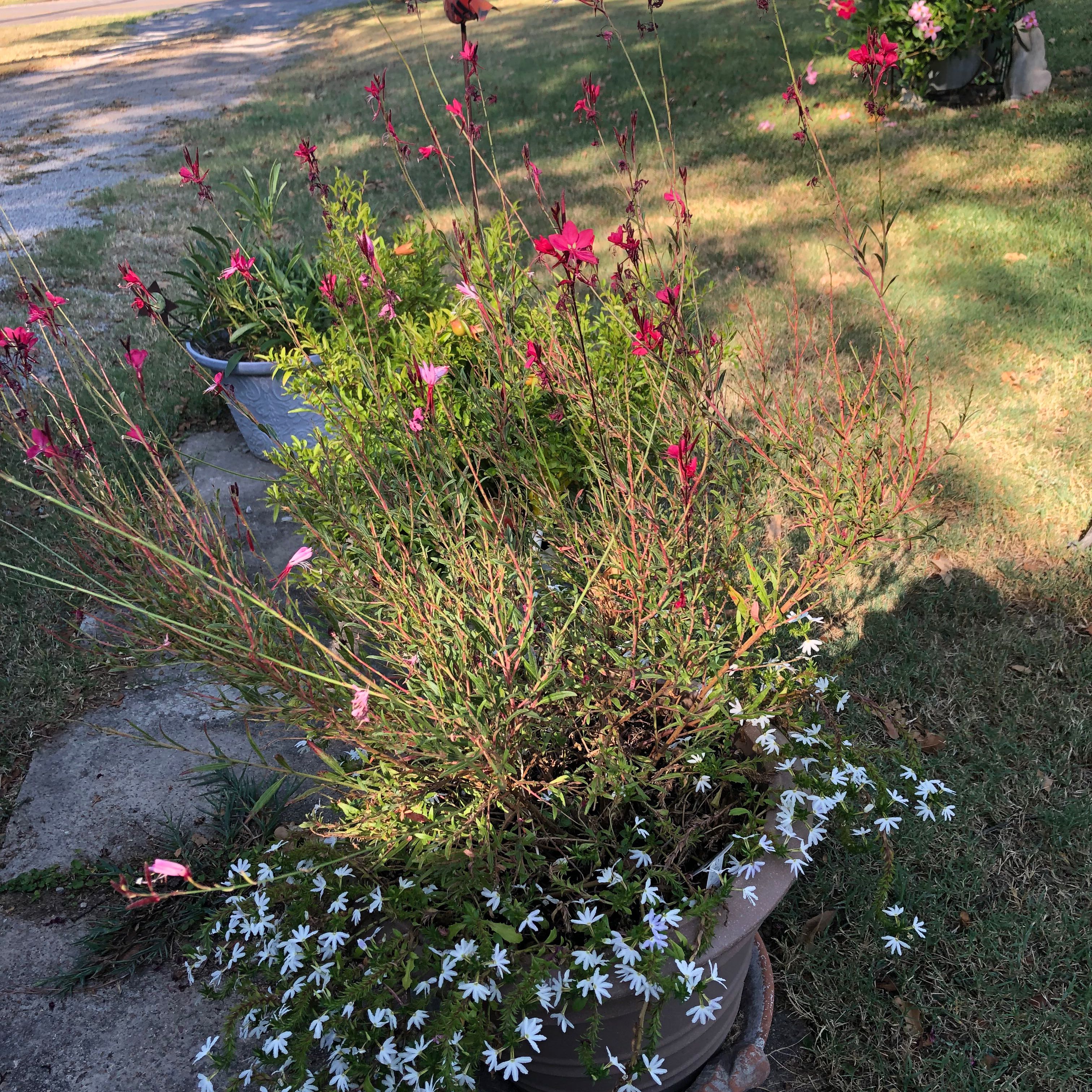 The Complete gallura and scaevola Plant Care Guide: Water, Light & Beyond