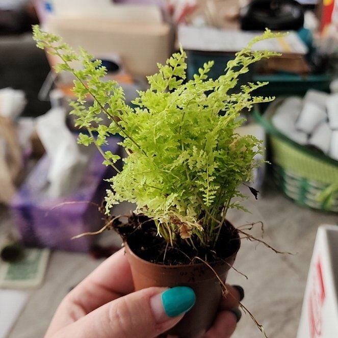 Zeus | A plant by @YeveRedmint on Greg