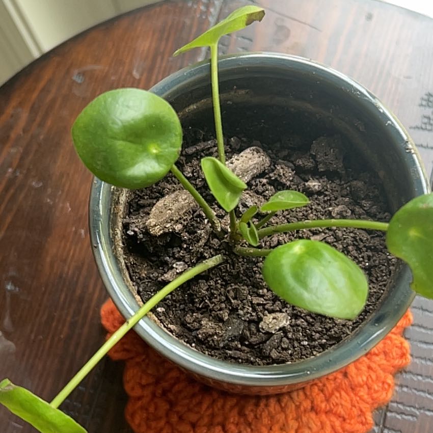 Xena | A plant by @ExactKippernut on Greg
