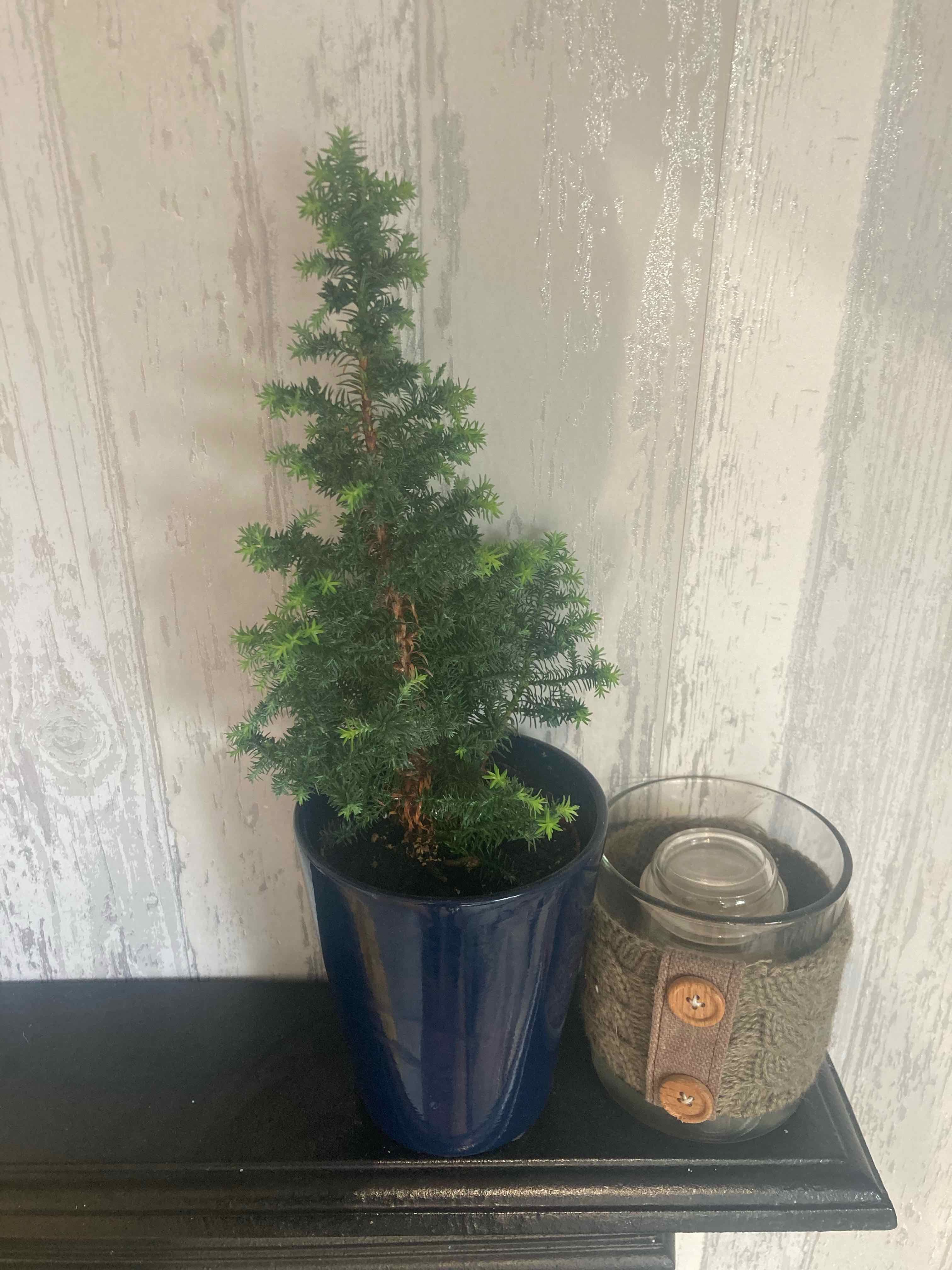 🤢 Why Are There Brown Spots on My English Yew Leaves?