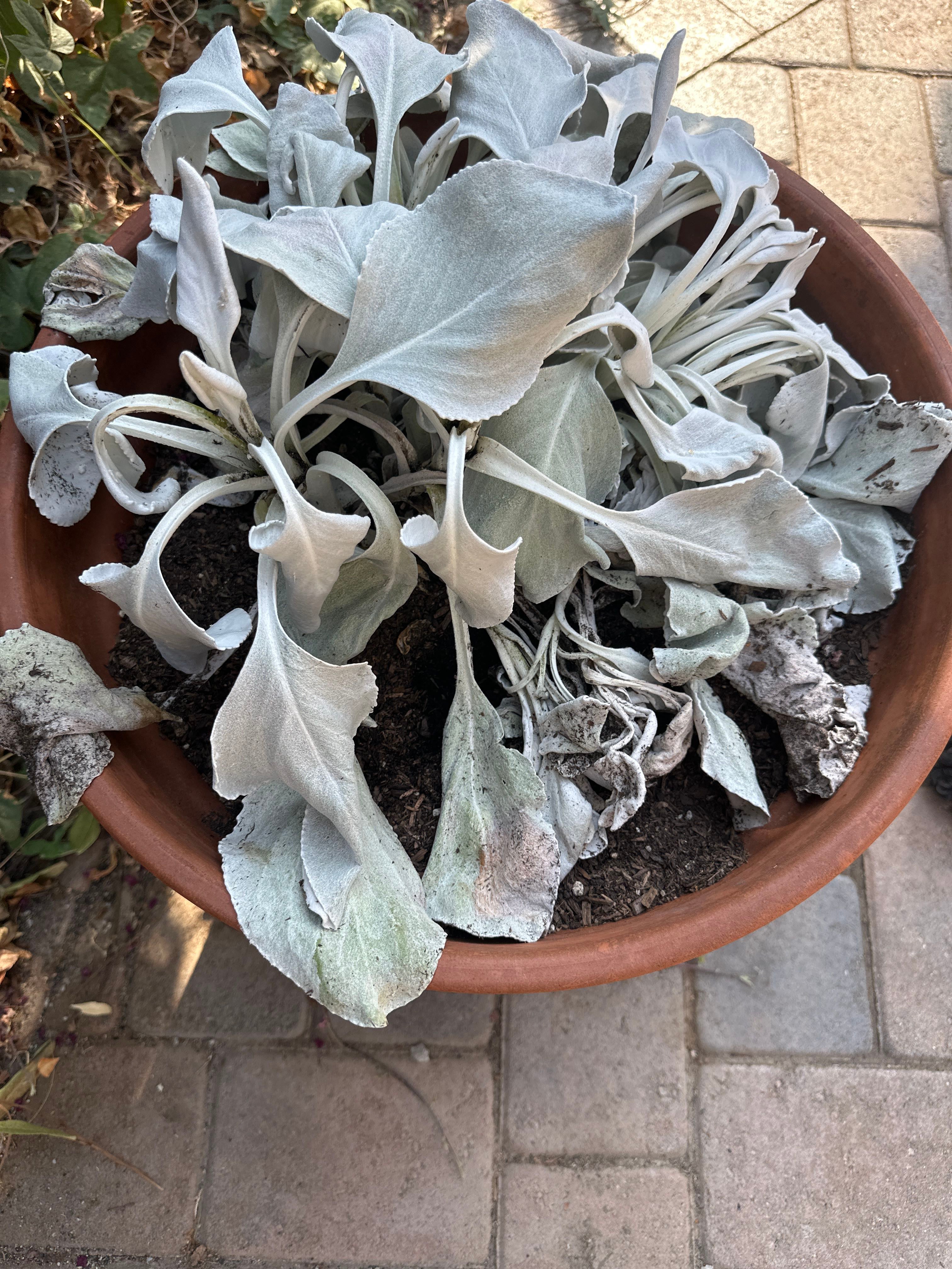 Keep Your Angel Wings Senecio Alive: Light, Water & Care Instructions