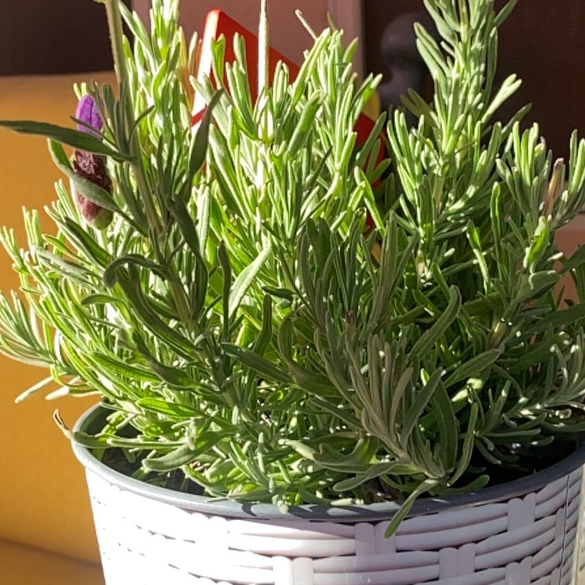 Achilles | A plant by @PunchyBaybean on Greg