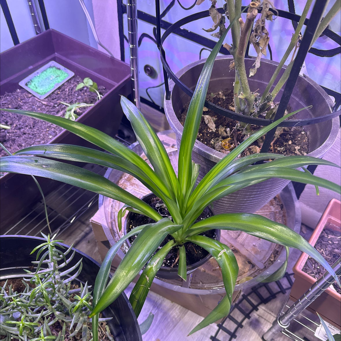 Light Requirements For Your Hawaiian Spider Plant