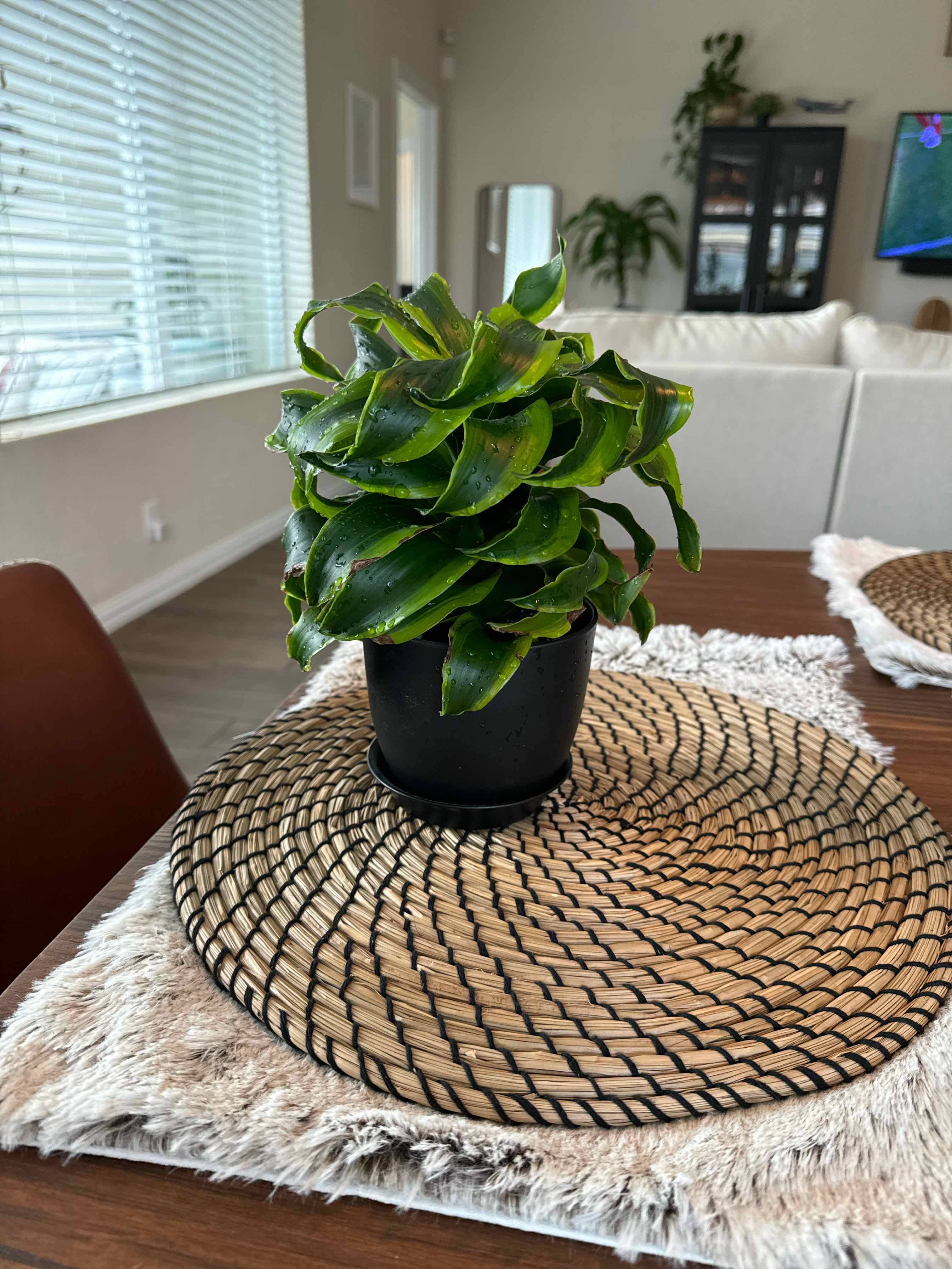 Your Twister Snake Plant's Sunlight Needs