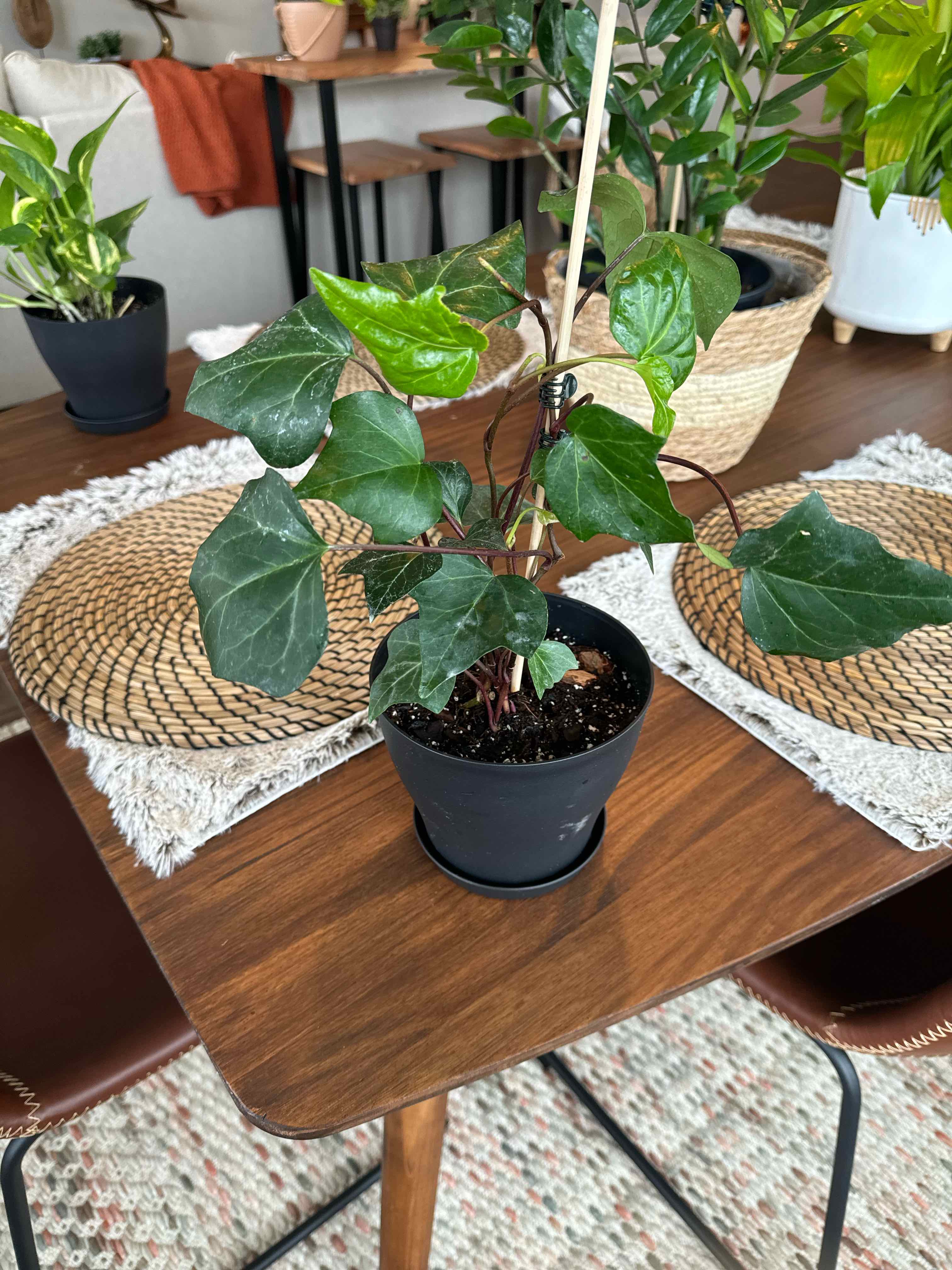 🐤 How to Propagate Your Canary Ivy