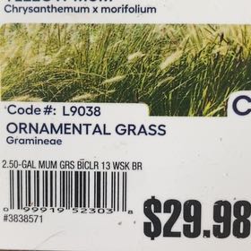 How to Care for Grassy Arrowhead: Mastering Water, Sunlight & More