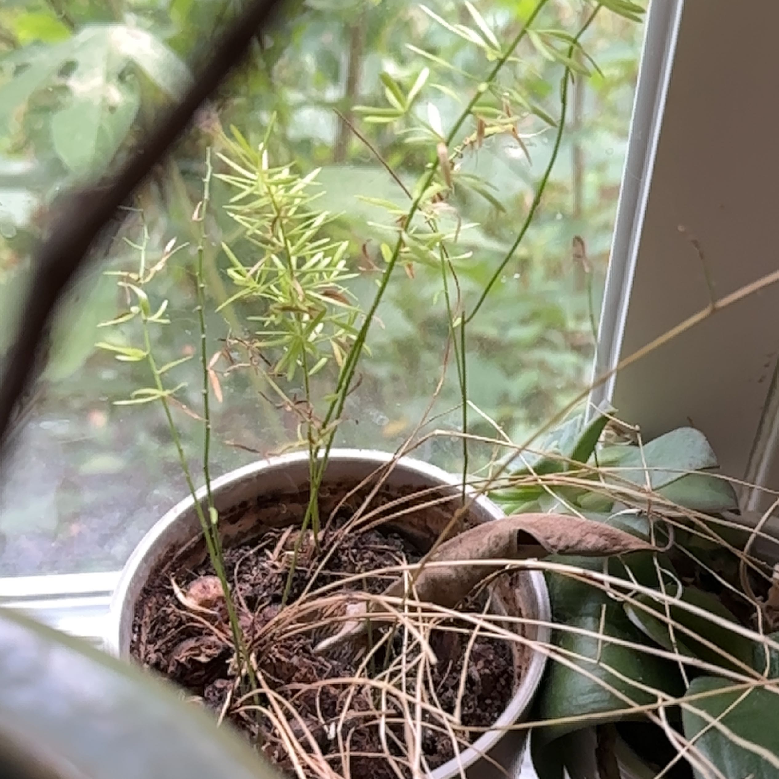 How to Fertilize Your Whisk Fern