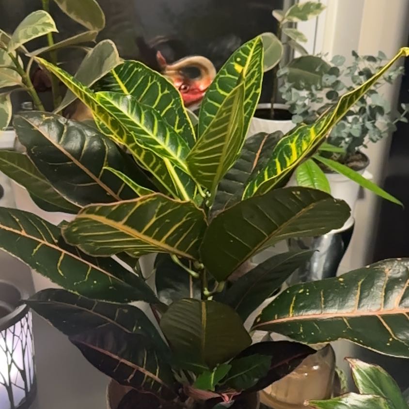 Petr | A plant by @AdeptSagopalm on Greg