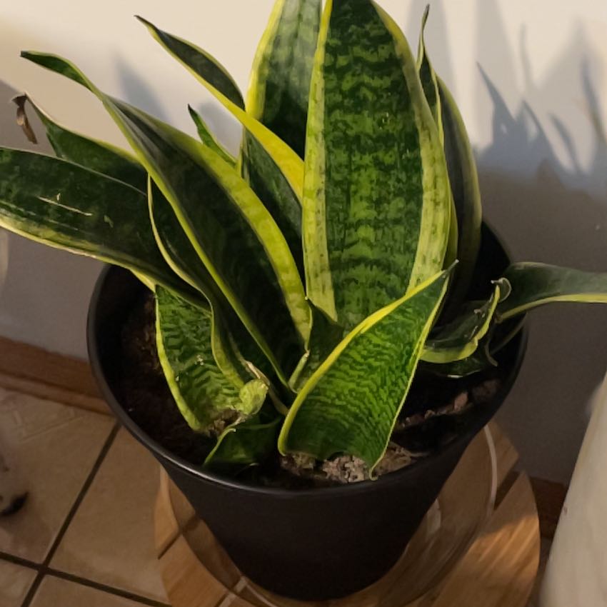 Captain Plant-it | A plant by @PrizeRaintree on Greg