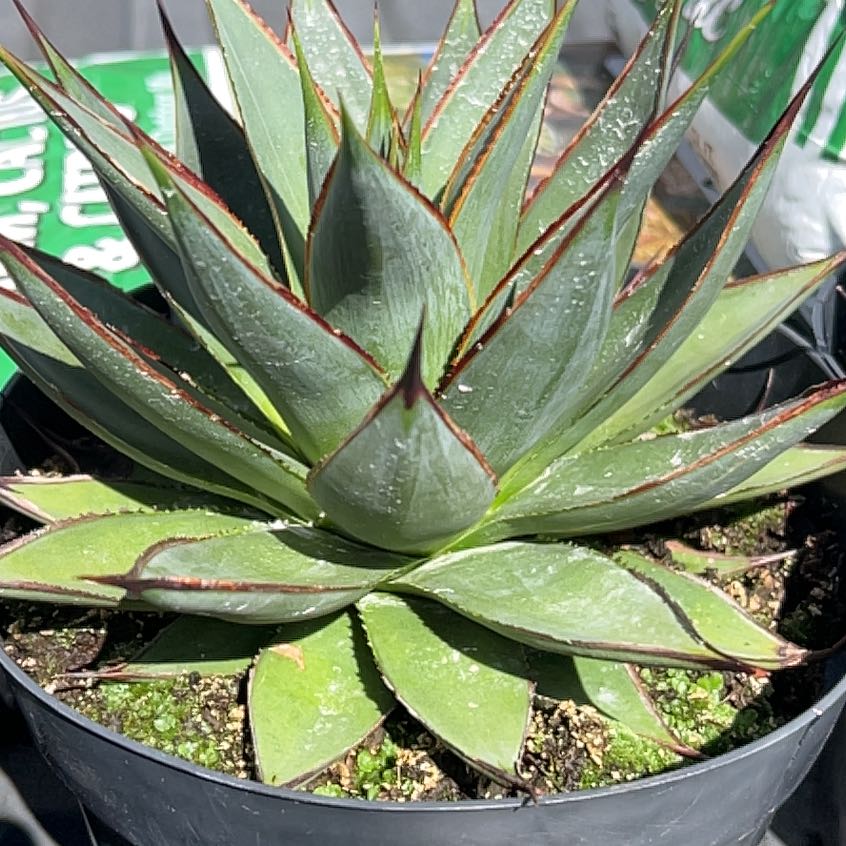 Symbolism and Benefits of the Coastal Agave