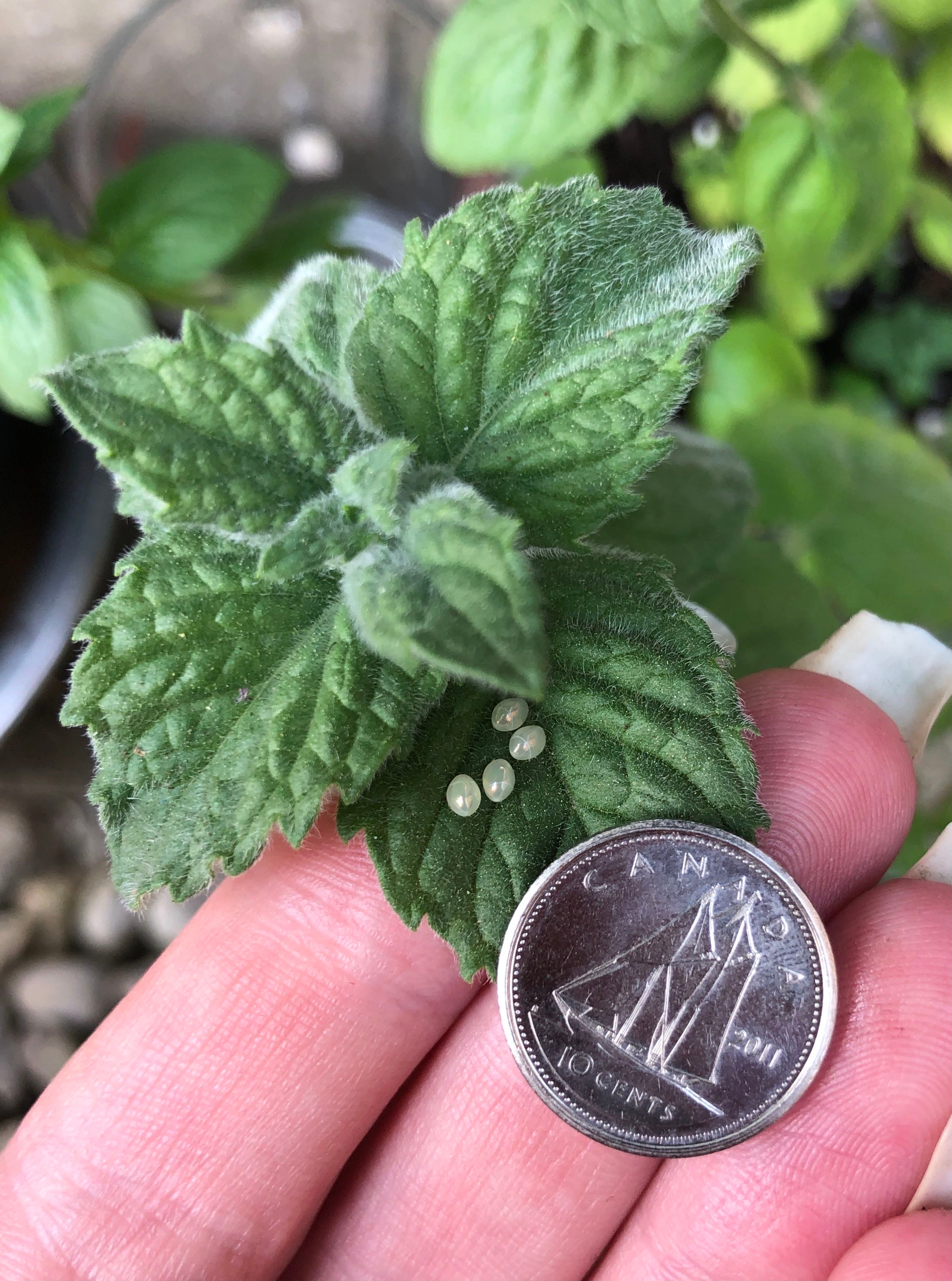 Keep Your Peppermint Alive: Light, Water & Care Instructions