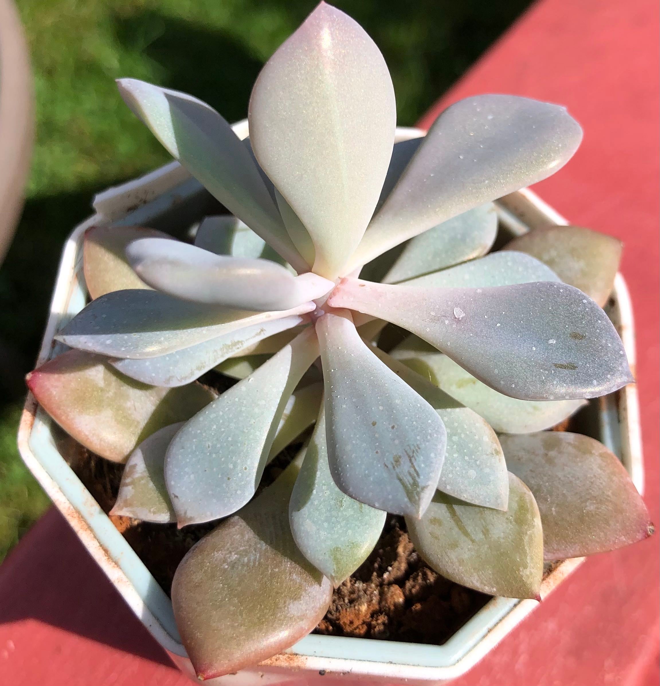 How to Care for Graptoveria 'Francesca': Mastering Water, Sunlight & More