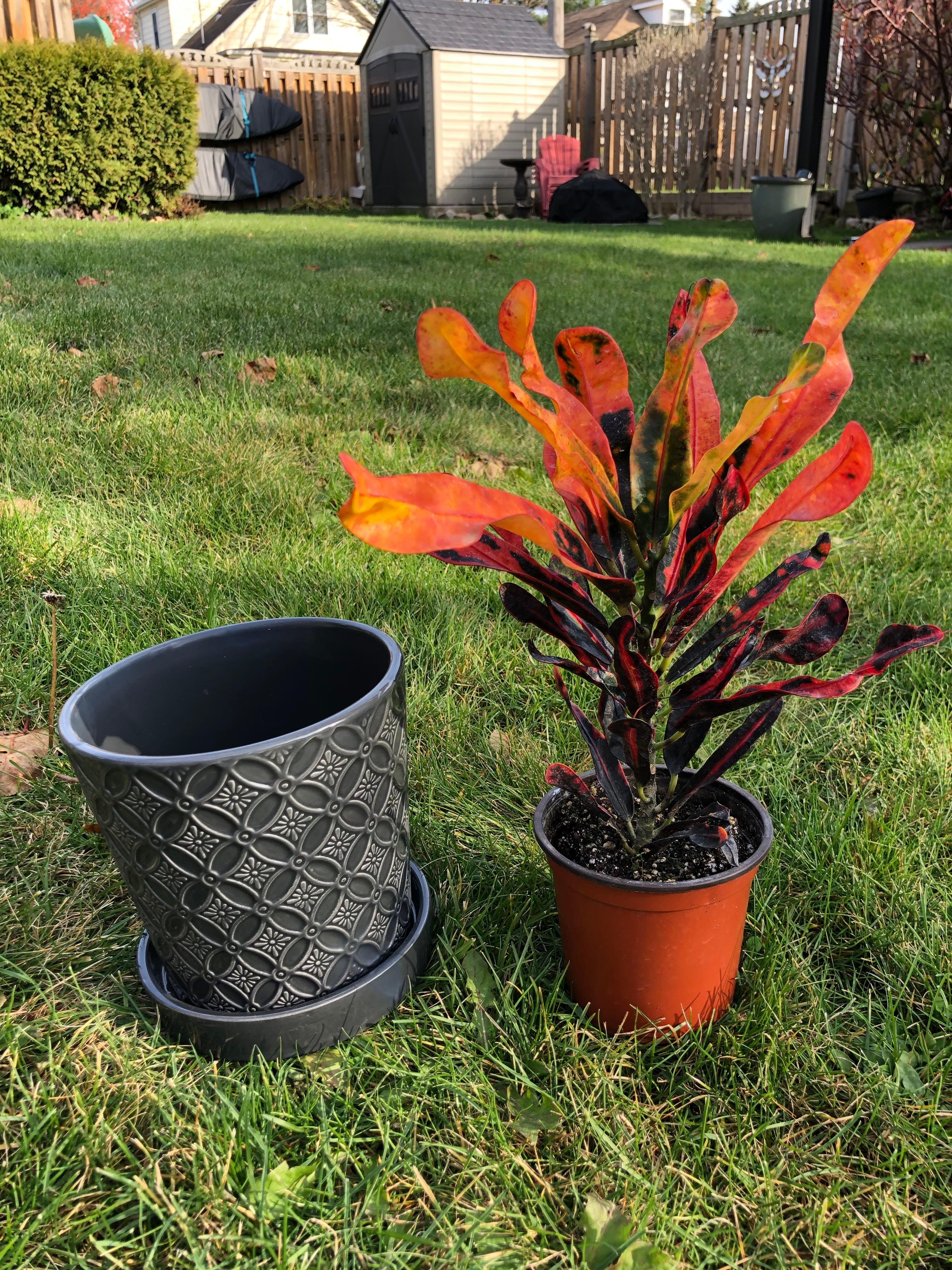 The Complete Croton Tamara Plant Care Guide: Water, Light & Beyond