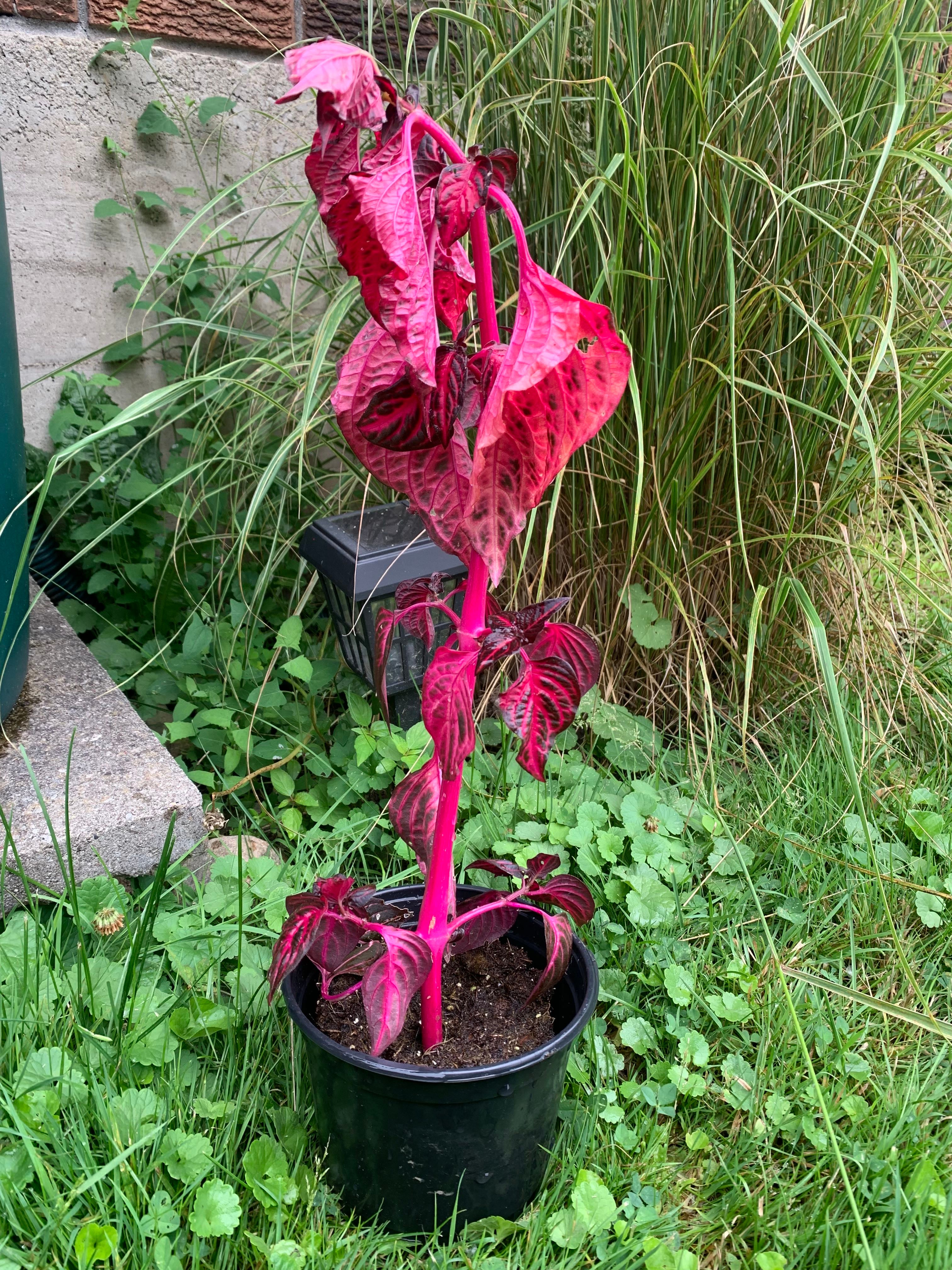 Bloodleaf Care 101: Water, Light & Growing Tips