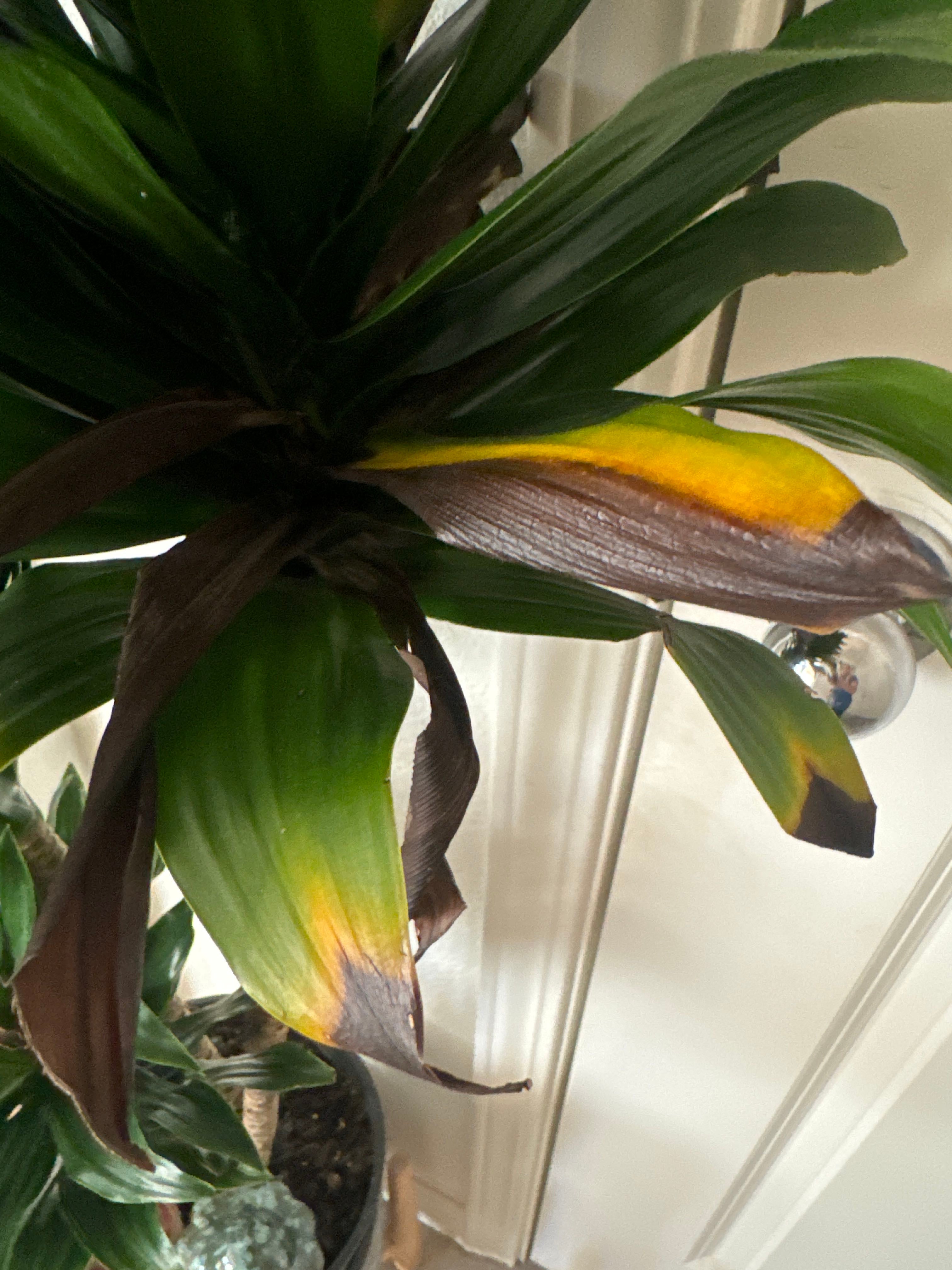 Dracaena 'Janet Craig Compacta' Care 101: Water, Light & Growing Tips