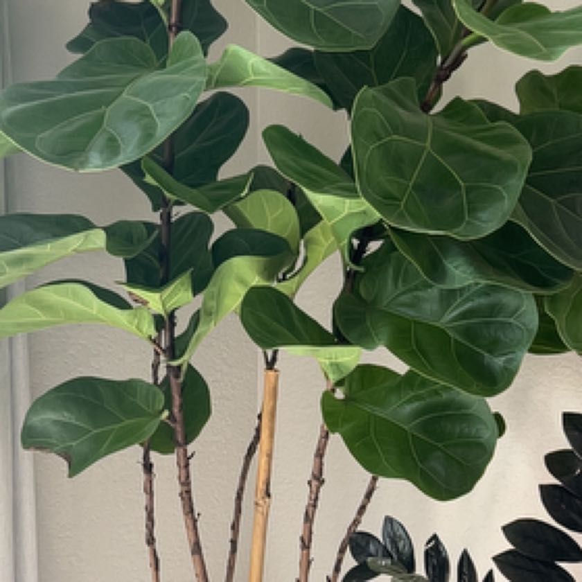 Marley | A plant by @PoshRubbervine on Greg