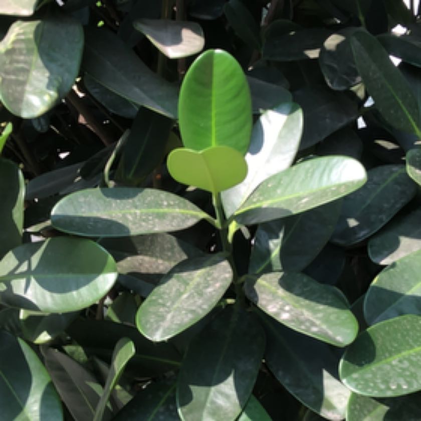 Karaka Plant Care: Water, Light, Nutrients | Greg App 🌱