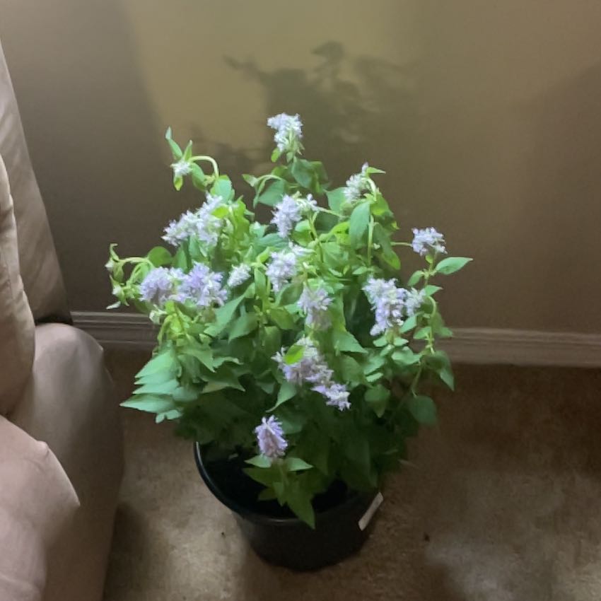 The Complete Purple Anise Plant Care Guide: Water, Light & Beyond