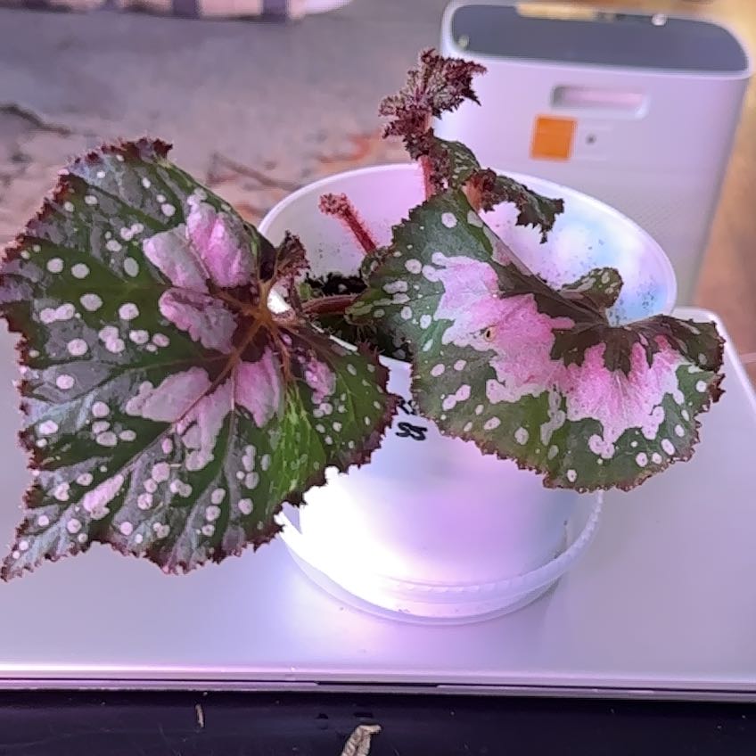 The Complete Begonia 'First Kiss' Plant Care Guide: Water, Light & Beyond