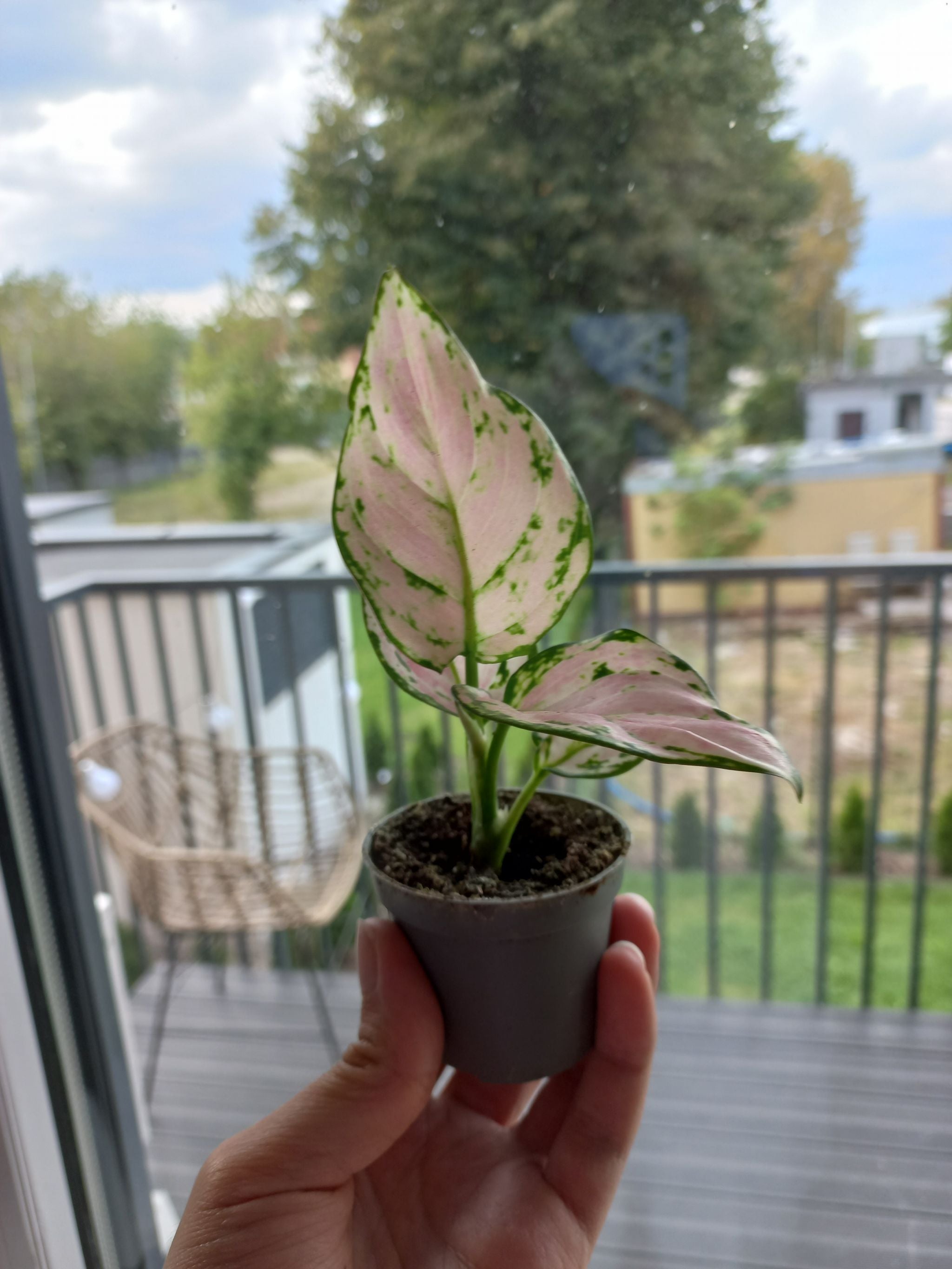 Why Are My Aglaonema 'Pink Splash' Leaves Mushy? 💧