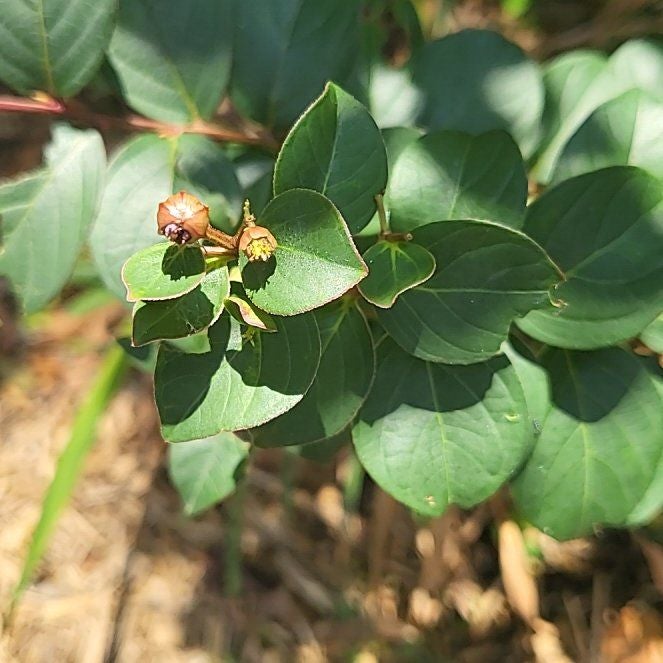 Propagating Crepe Myrtle: Step-by-step Guide