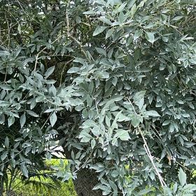 The Complete Desert Ash Plant Care Guide: Water, Light & Beyond