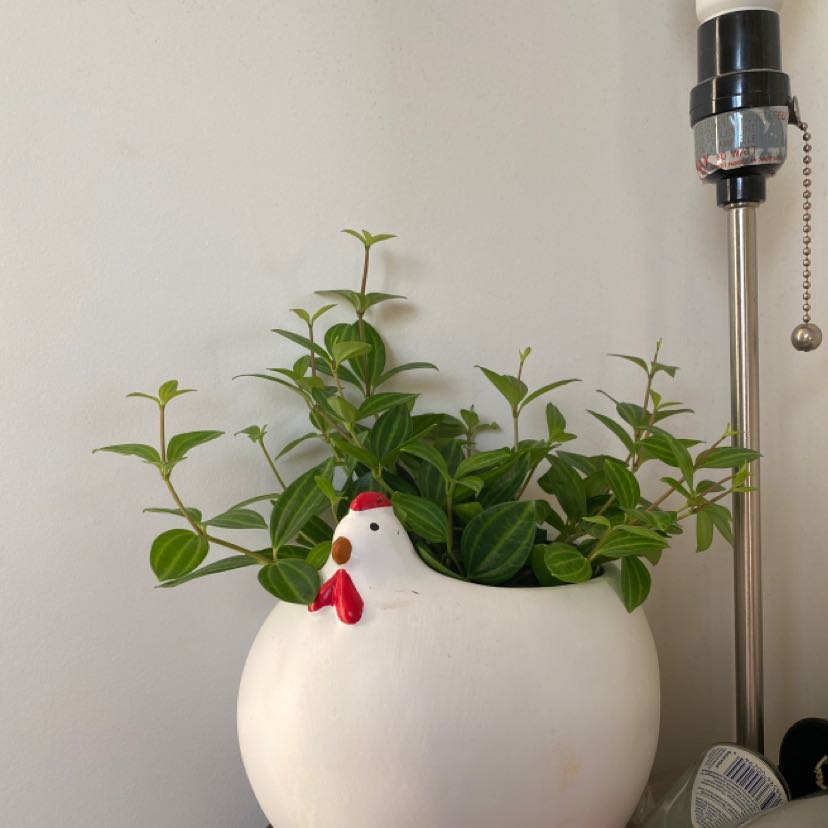 Propagating Your Radiator Plant: Step-by-Step Guide