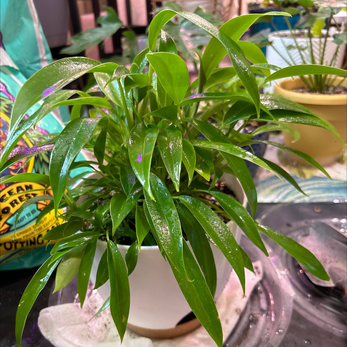 Philodendron 'Wend-imbe' Care 101: Water, Light & Growing Tips