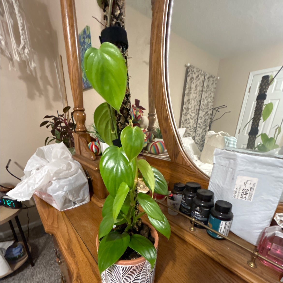 How to Care for Philodendron villamagense ‘Pangui’: Mastering Water ...