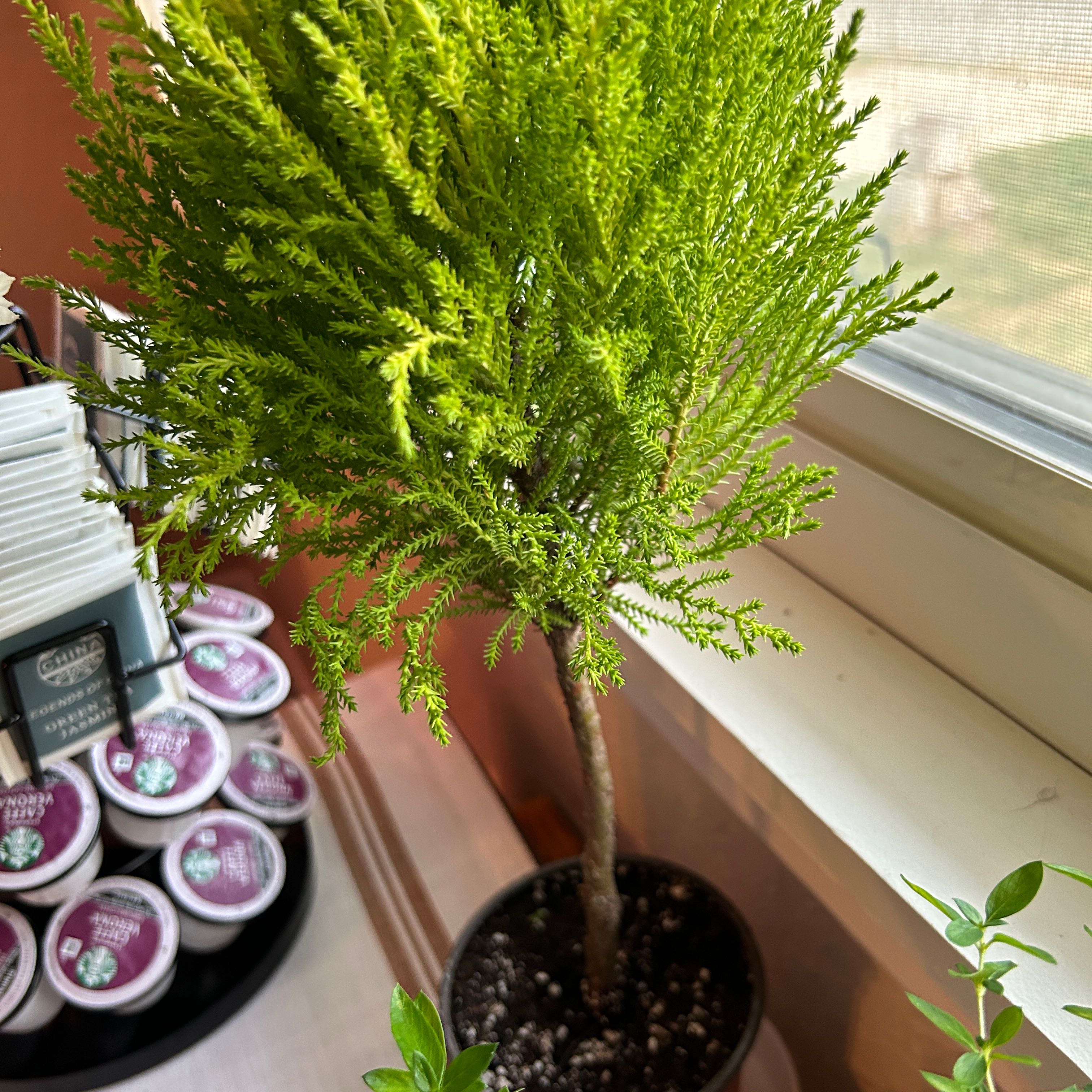 yellow silver pine Plant Care: Water, Light, Nutrients | Greg App 🌱