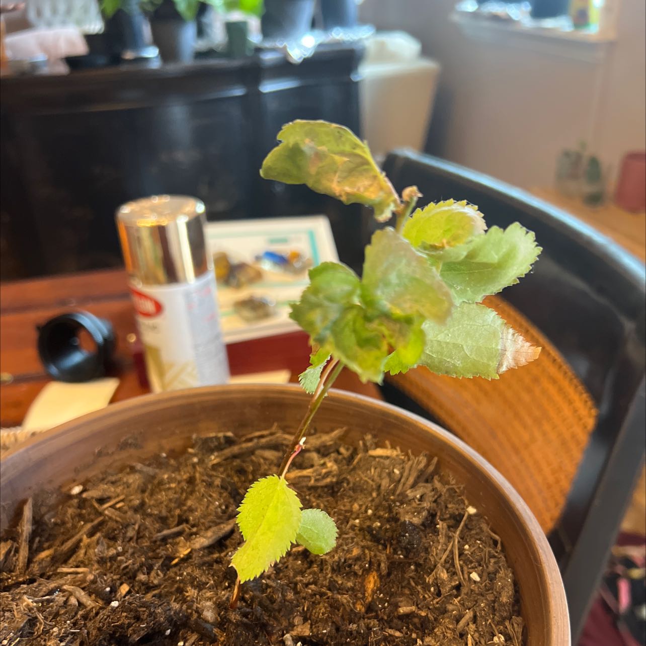 How Do I Cure Apricot Root Rot?