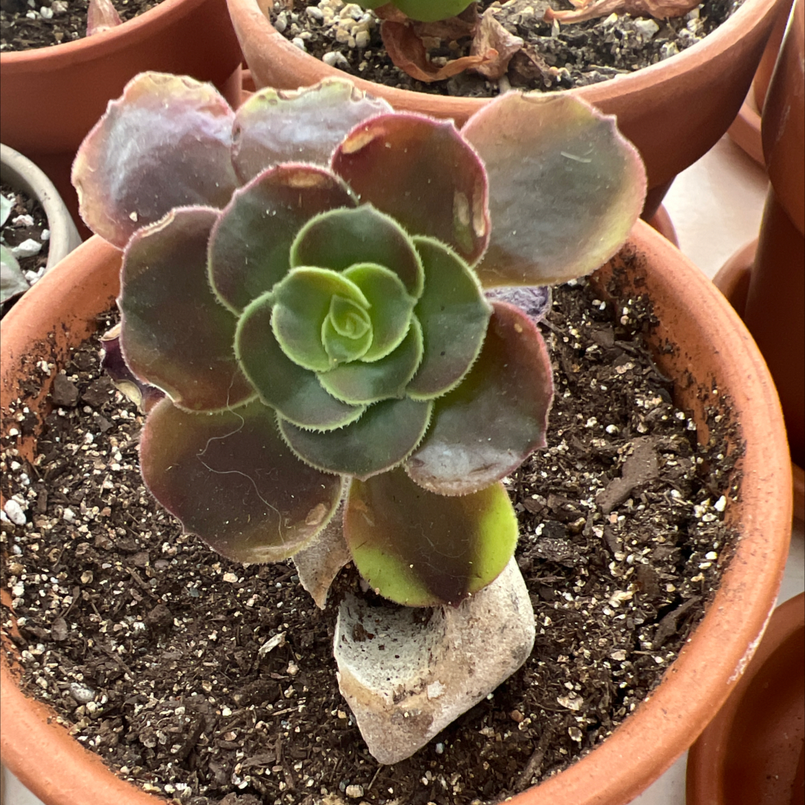 The Complete Aeonium O'Carrie Plant Care Guide: Water, Light & Beyond
